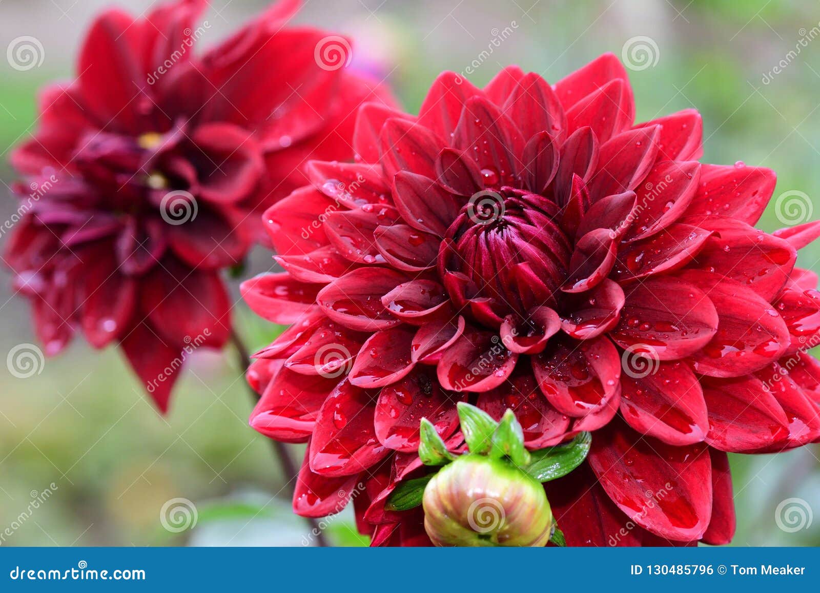 Red dahlias stock photo. Image of natural, flora, dahlia - 130485796