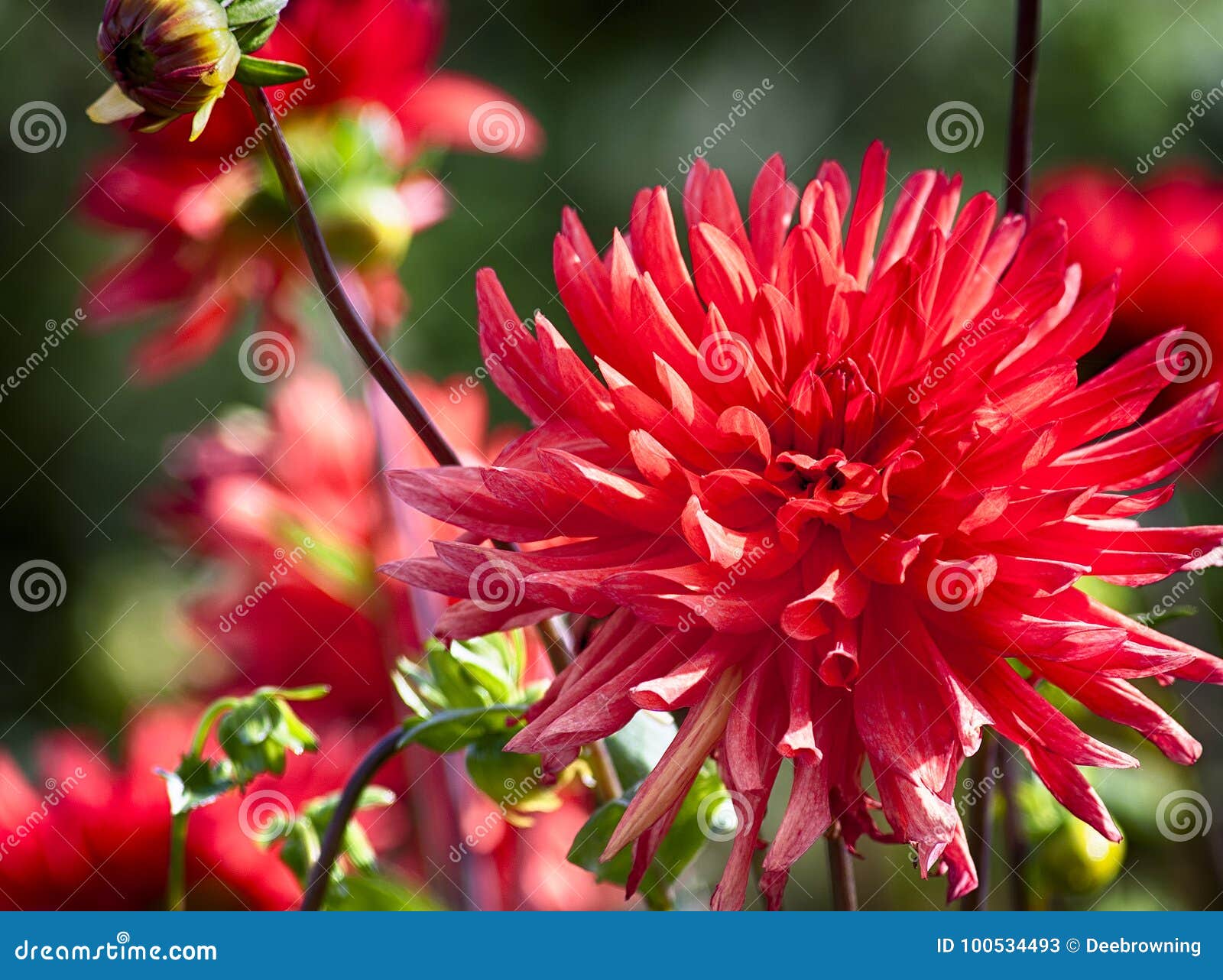 Red Dahlias stock image. Image of dahlias, plant, dahlia - 100534493