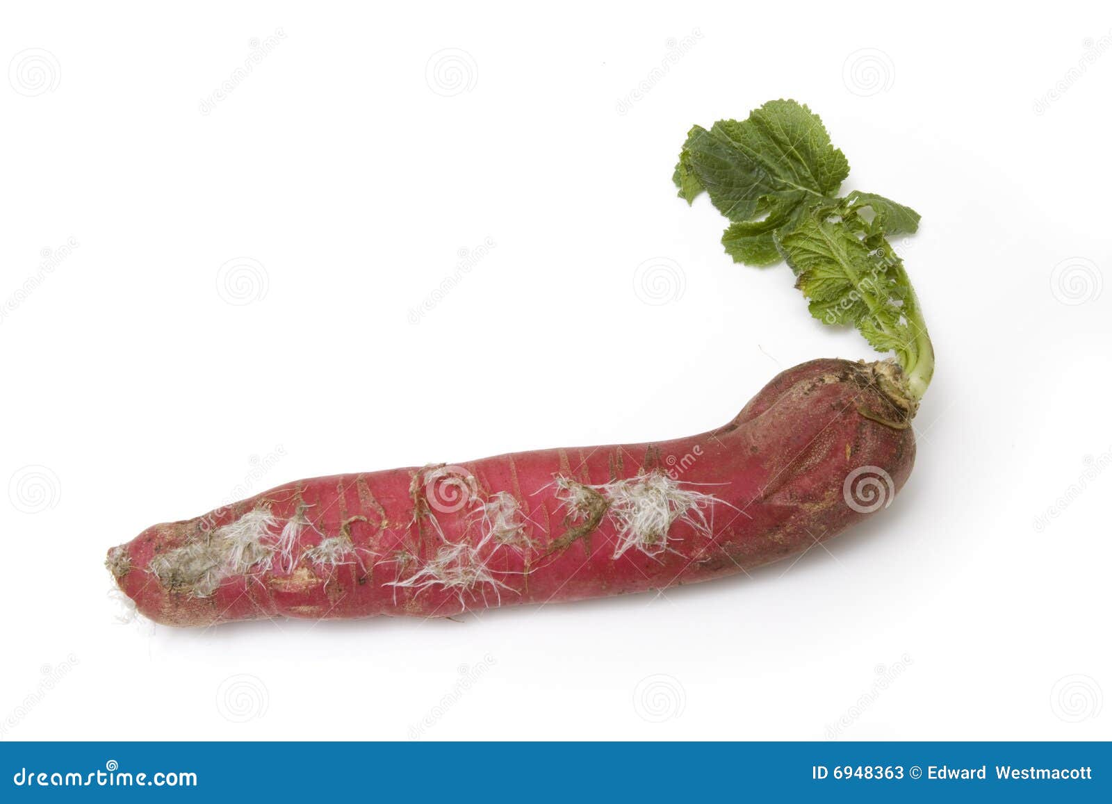 Red Daikon or Mooli stock image. Image of ripe, background - 6948363