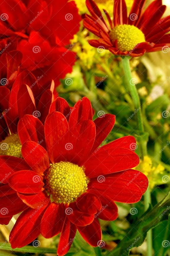 Red Daisies stock photo. Image of spring, nature, botany - 5482976