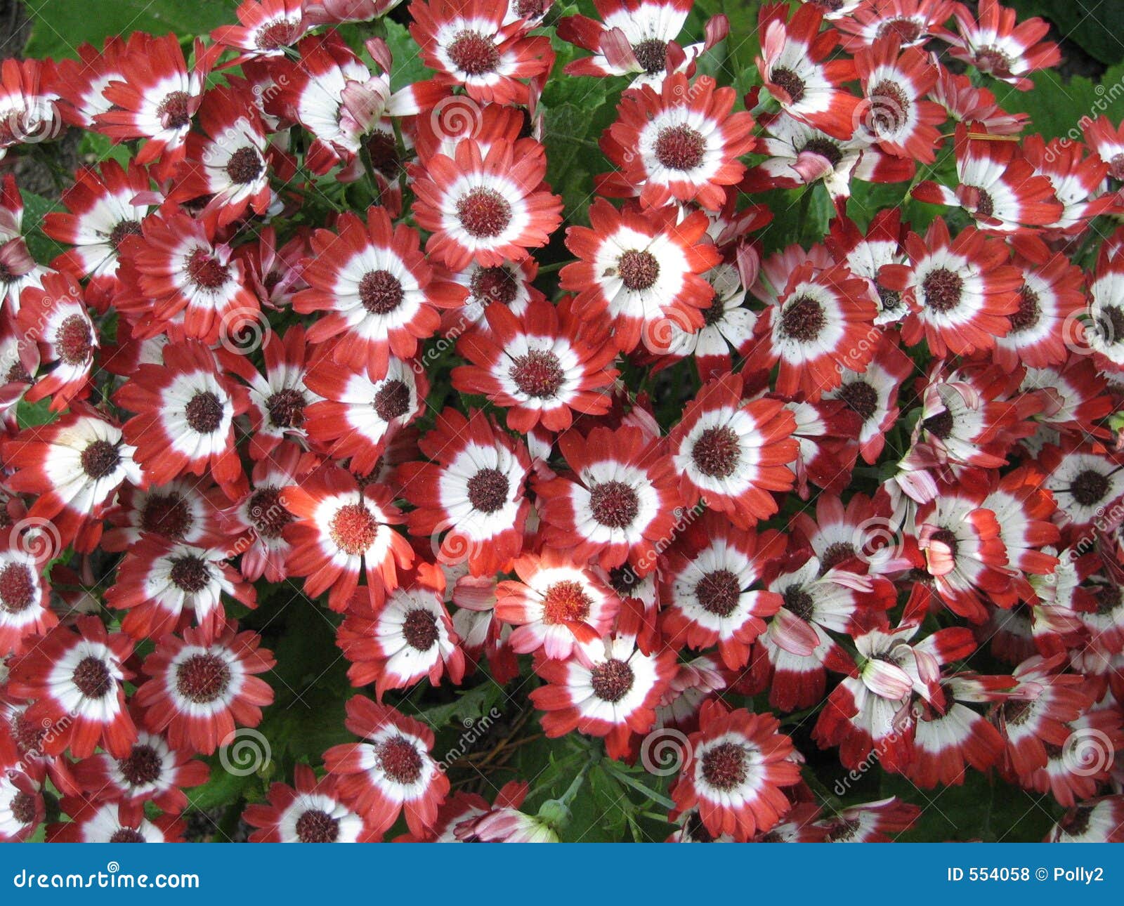 Red Daisies stock photo. Image of natural, english, bouquet - 554058
