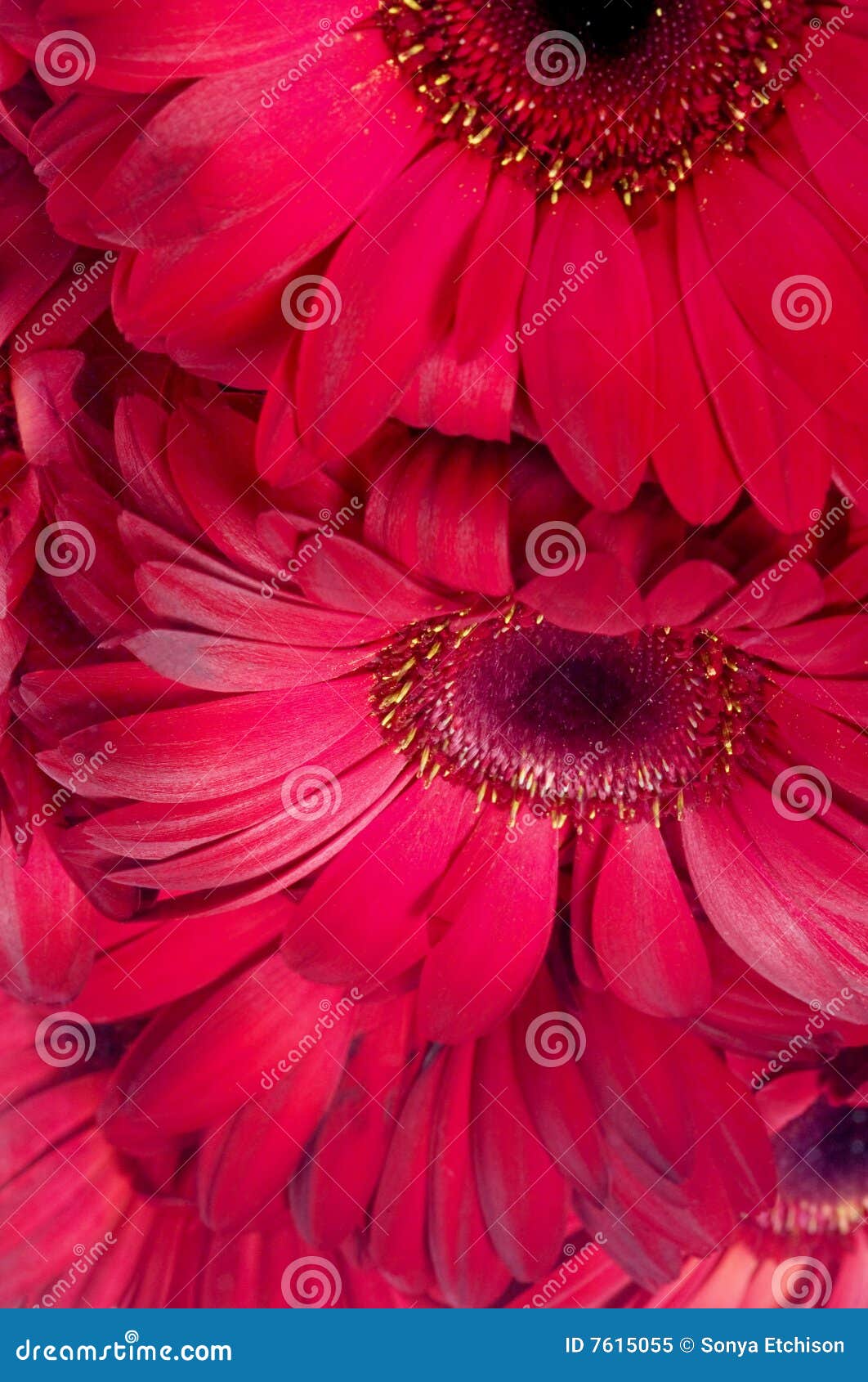 Red Daisies stock image. Image of beauty, corsage, garden - 7615055