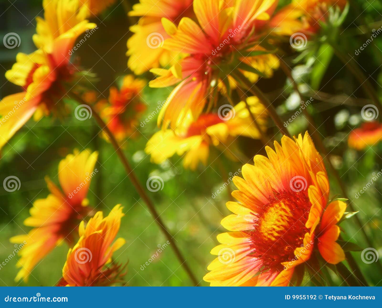Red daisies stock photo. Image of bright, garden, beauty - 9955192