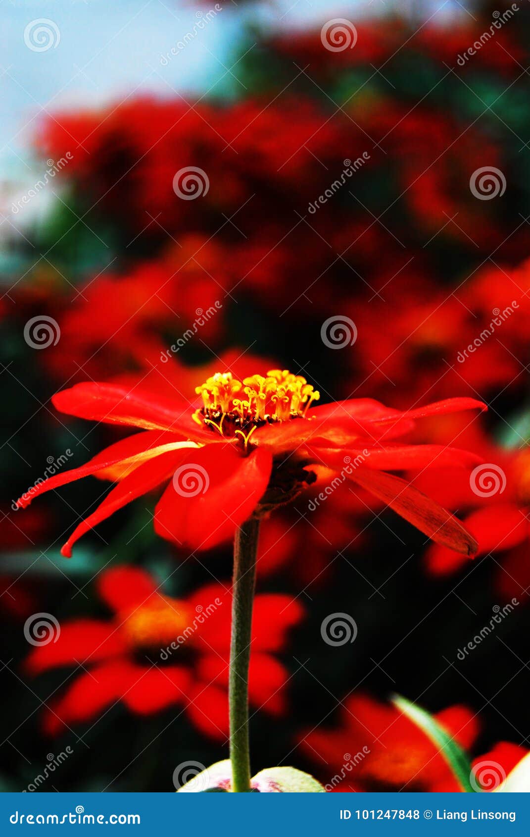 Red Daisies stock photo. Image of petals, bloom, daisies - 101247848