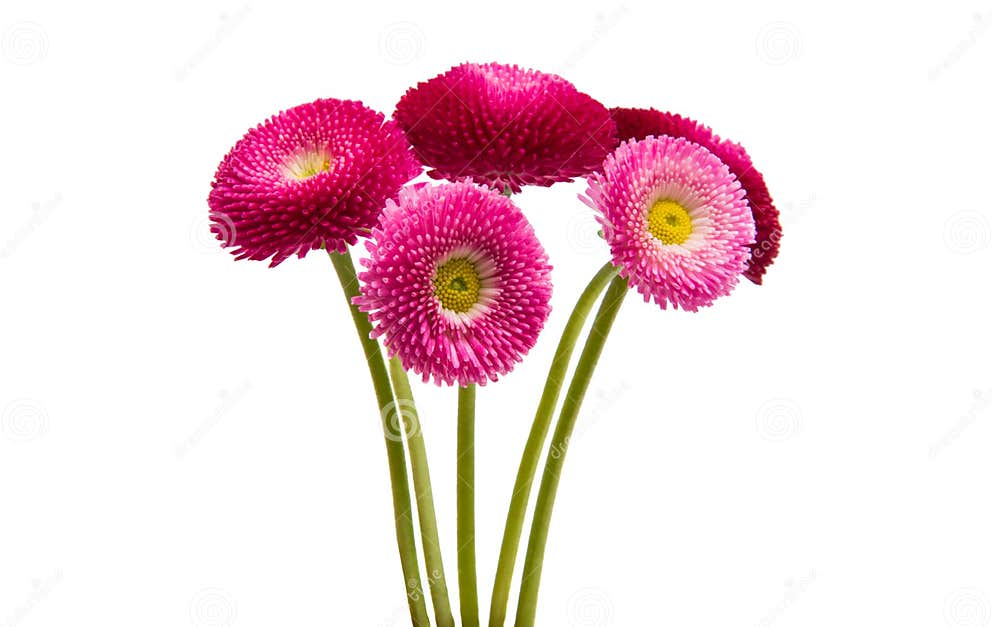 Red daisies isolated stock photo. Image of color, marigold - 132779308