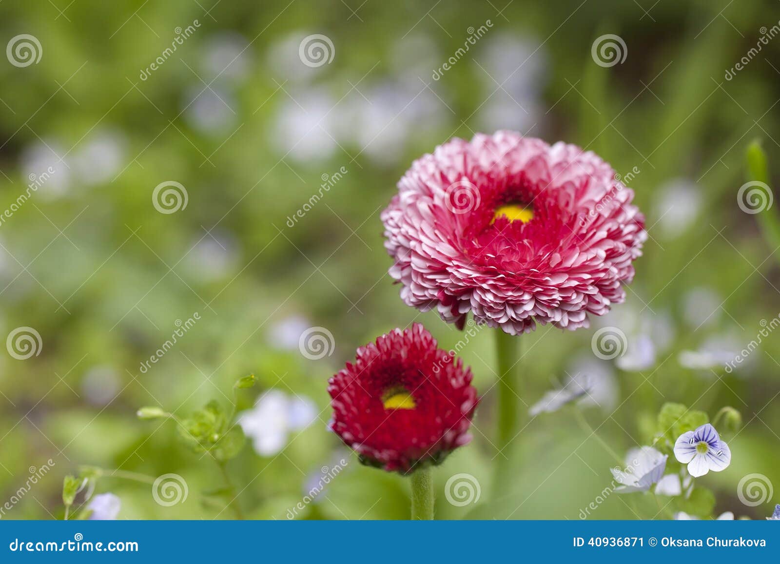 Red daisies stock image. Image of plant, macro, vibrant - 40936871