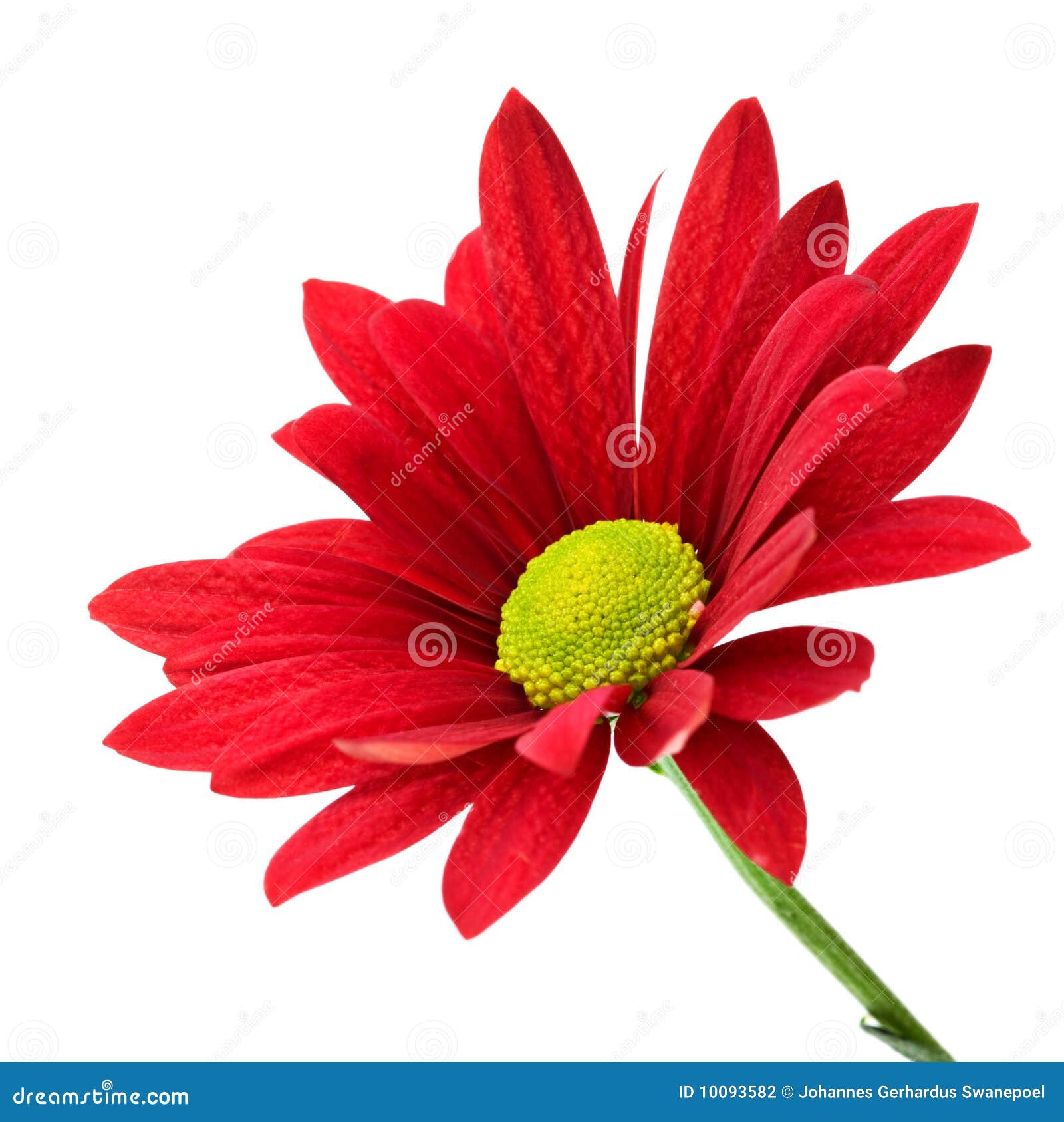 Flower Daisy Red