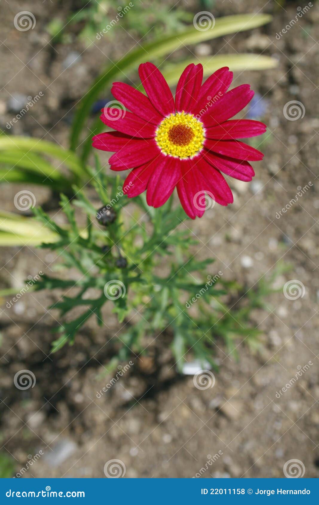 Red daisy stock photo. Image of herb, color, nature, unique - 22011158