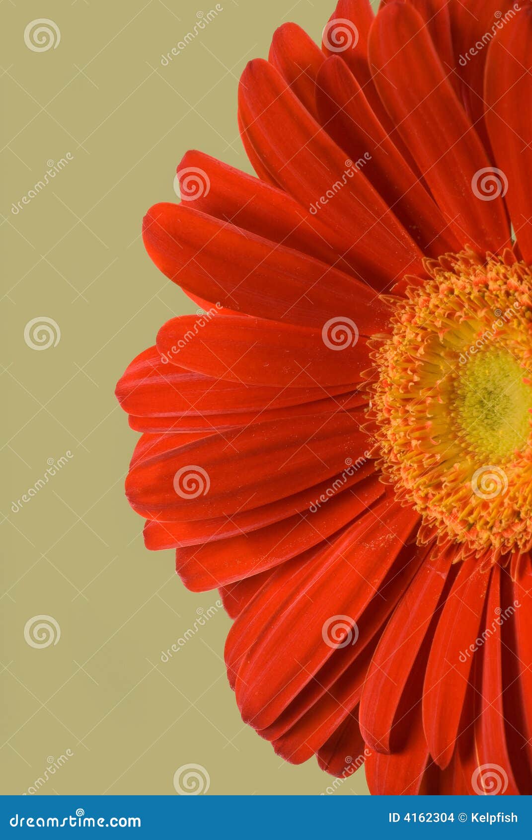 Red Daisy stock photo. Image of vibrant, botanical, flowers - 4162304
