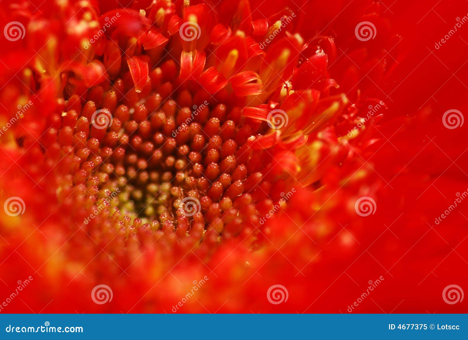 Red daisy stock image. Image of flower, color, grow, leaf - 4677375