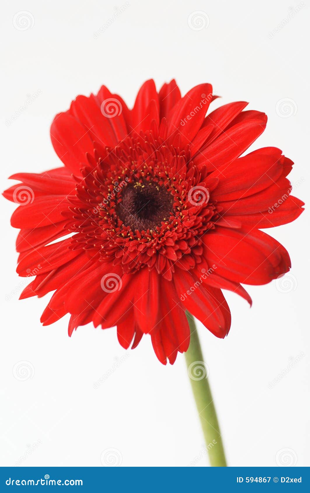 Red daisy stock image. Image of delicate, blooms, date - 594867