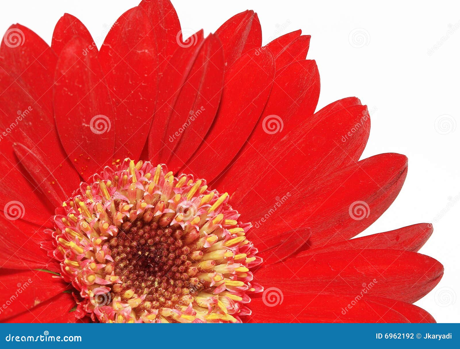 Red Daisy stock photo. Image of gardens, details, flowers - 6962192
