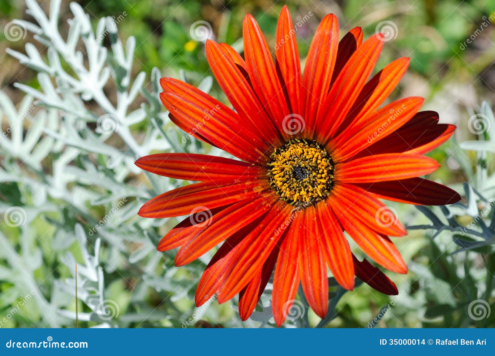 Red daisy stock photo. Image of botany, plant, seasonal - 35000014
