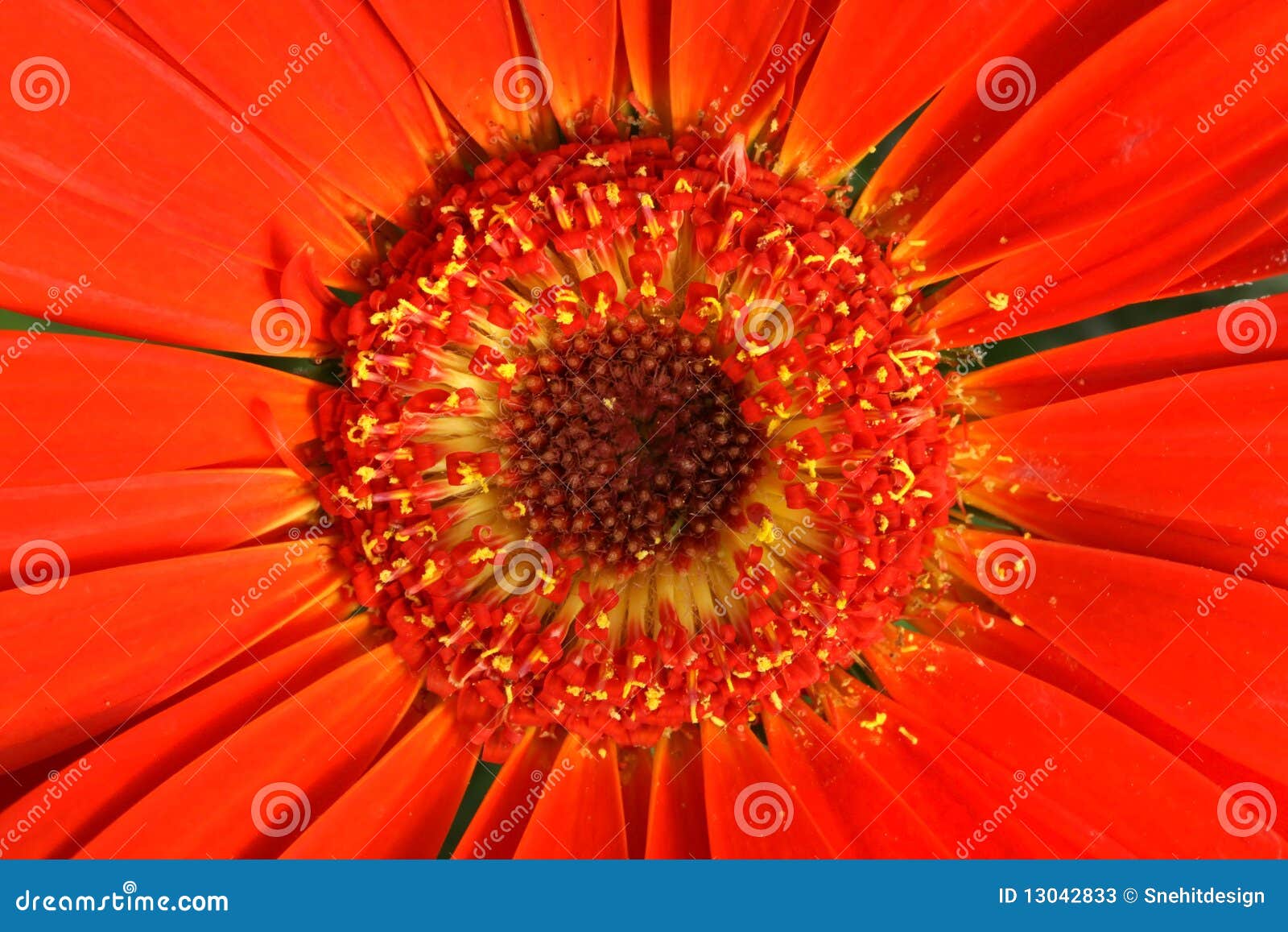 Red daisy flower stock image. Image of purple, botany - 13042833