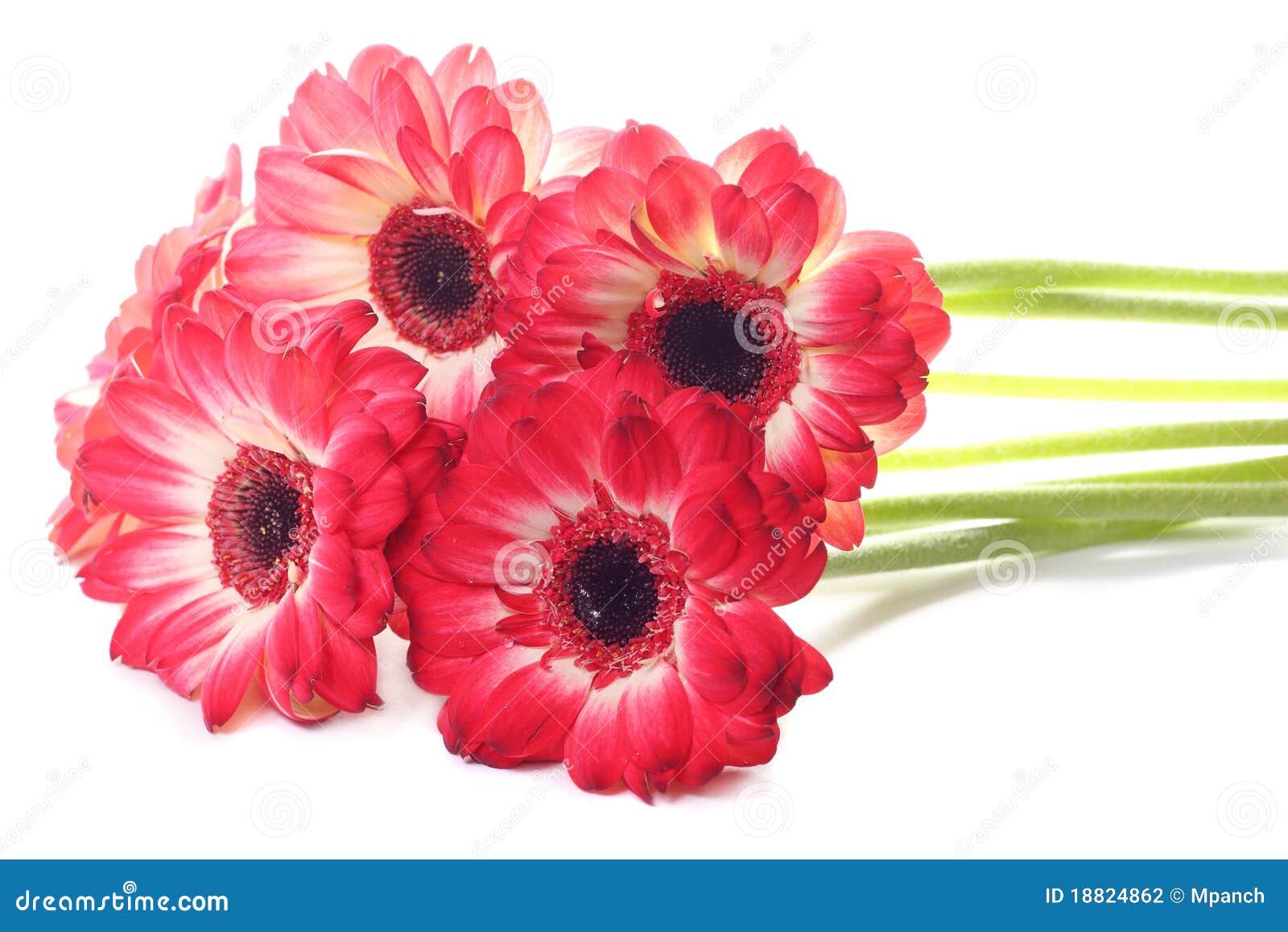 Red daisy flower stock photo. Image of botany, natural - 18824862