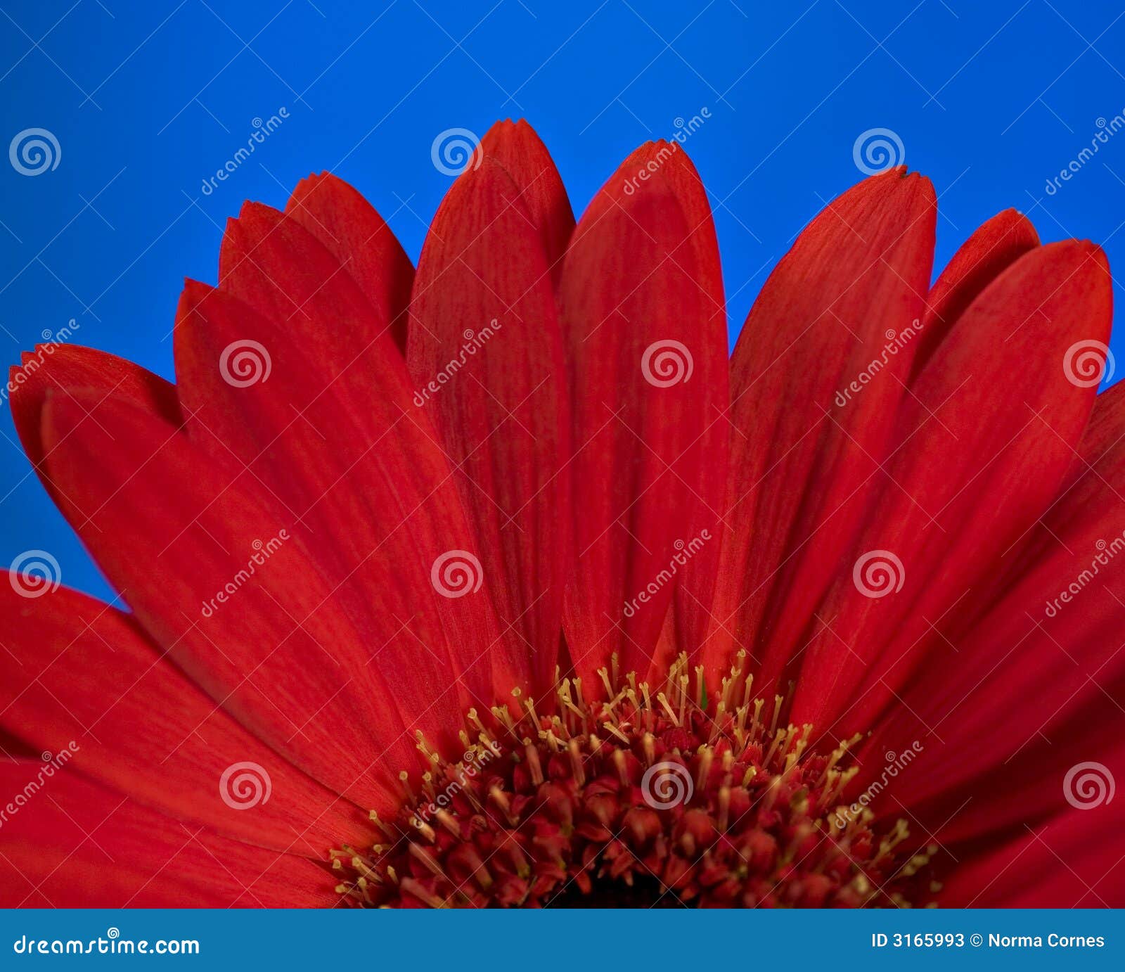 Red daisy flower stock image. Image of floral, isolated - 3165993
