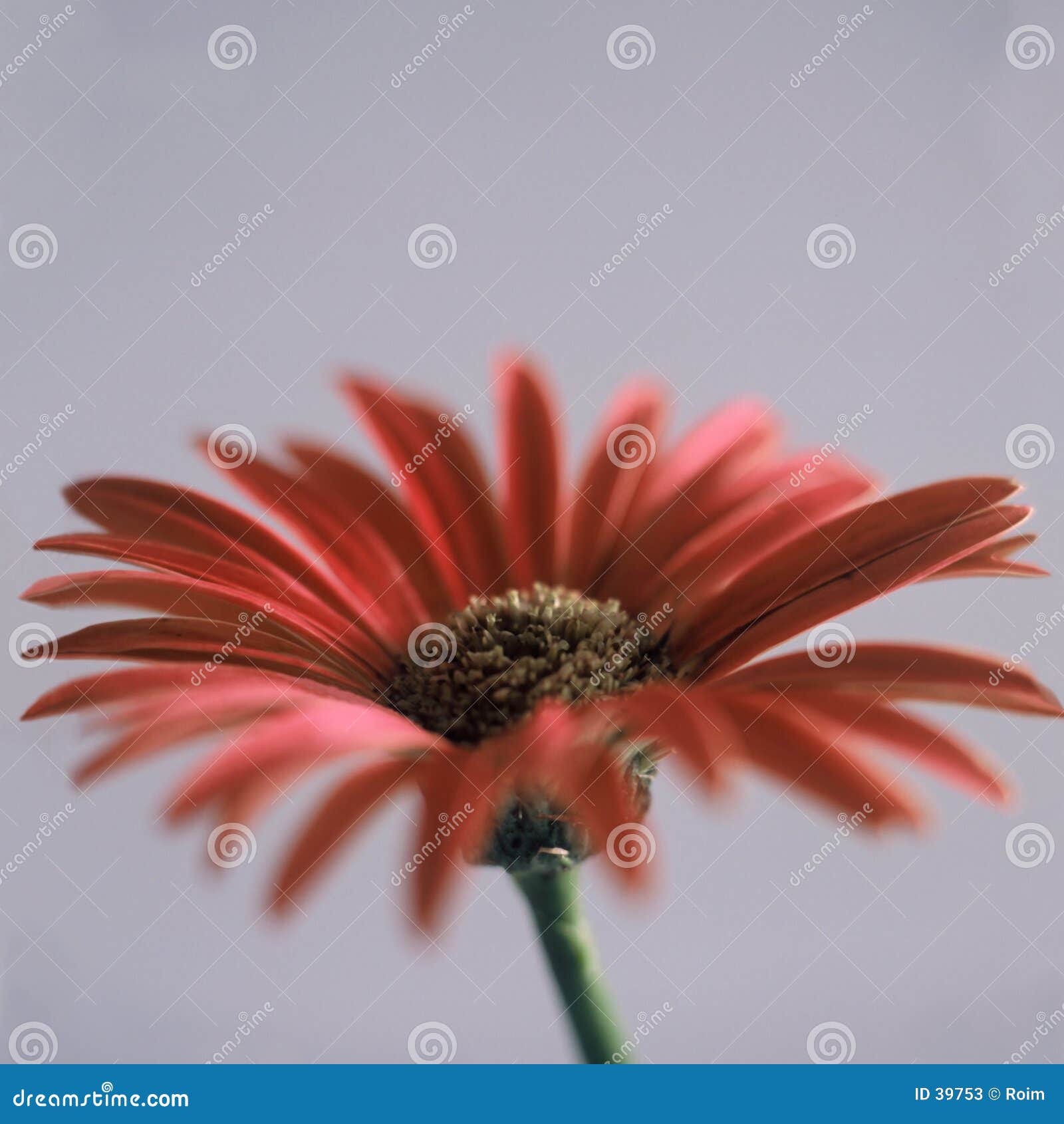 Red daisy flower stock image. Image of details, flowering - 39753
