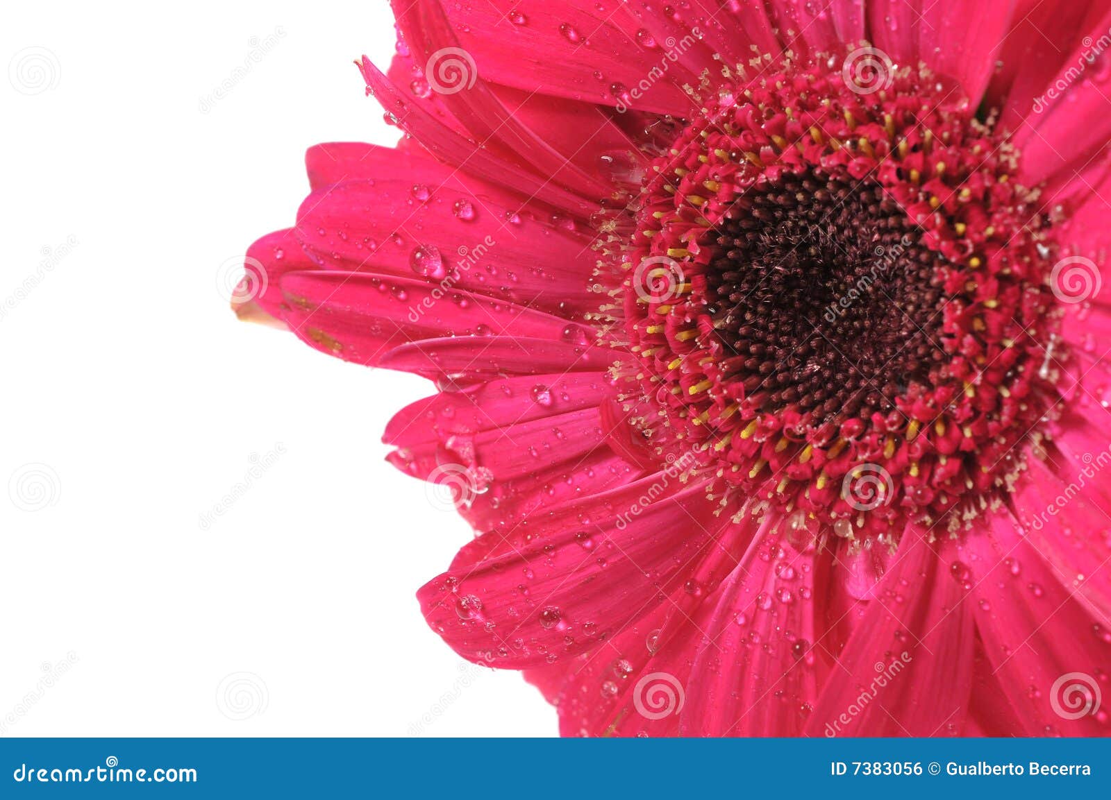 Red Daisy Flower stock photo. Image of nature, close, background - 7383056