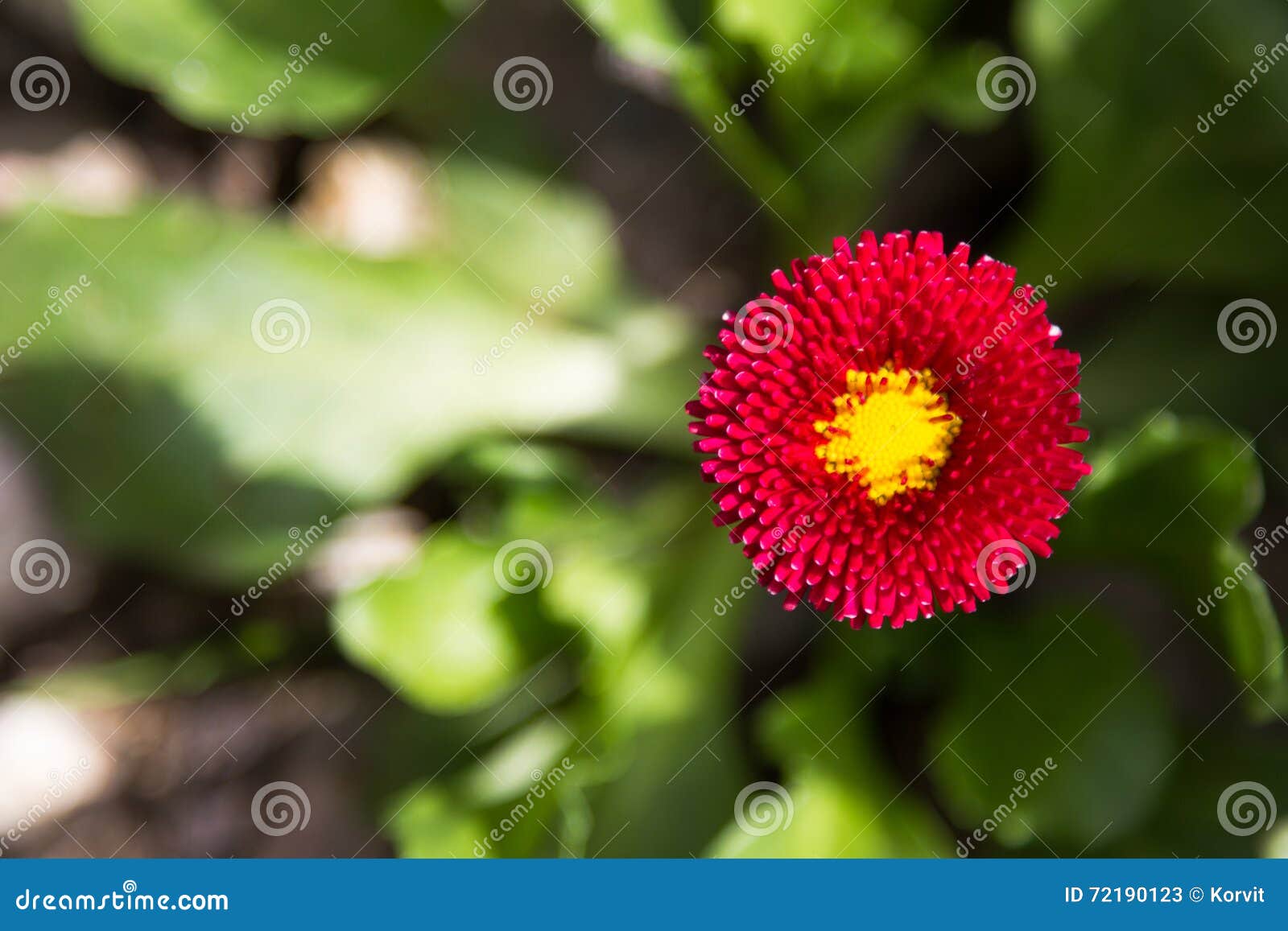 Red daisy flower stock image. Image of blooming, objects - 72190123