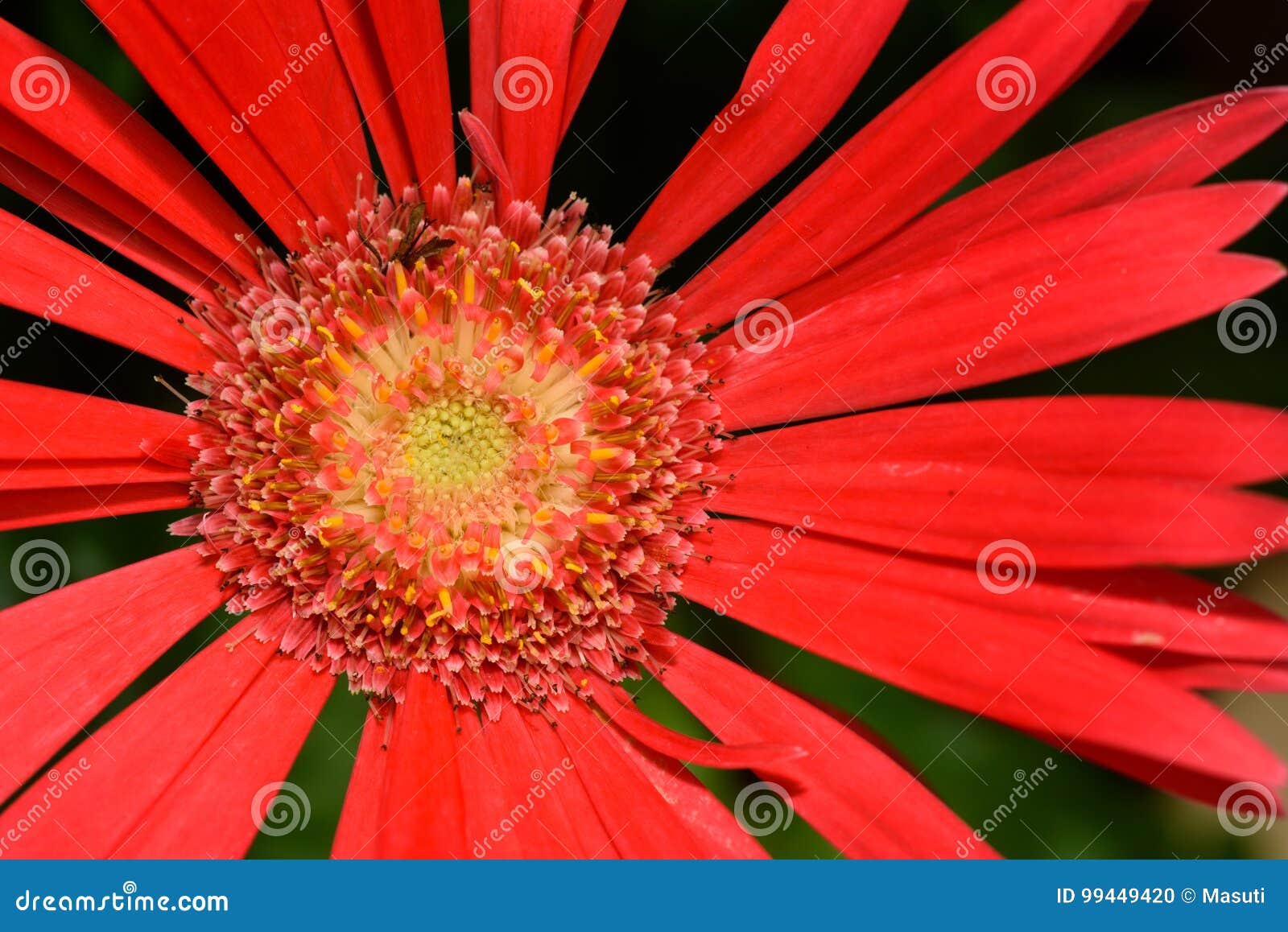 Red daisy flower stock photo. Image of backdrop, leaf - 99449420