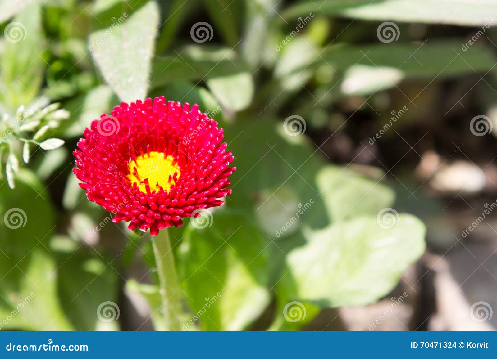 Red daisy flower stock photo. Image of gerbera, backgrounds - 70471324
