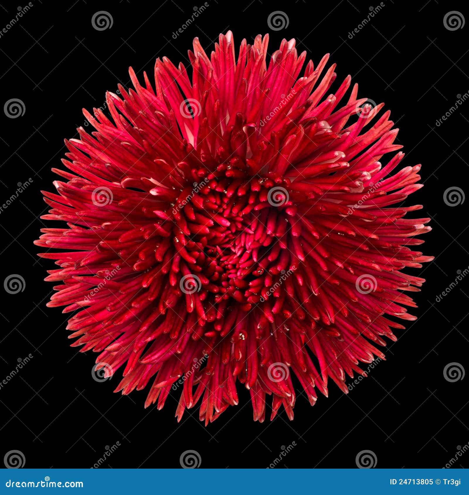 Red Daisy Flower Head Isolated on Black Stock Image - Image of head ...
