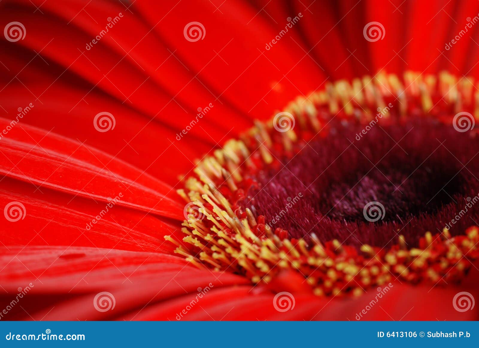 Red daisy flower macro stock photo. Image of micro, bloom - 6413106