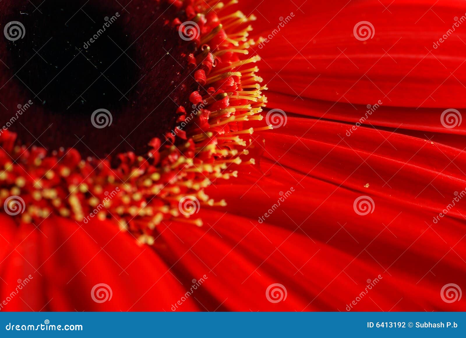 Red daisy flower macro stock photo. Image of daisy, fresh - 6413192