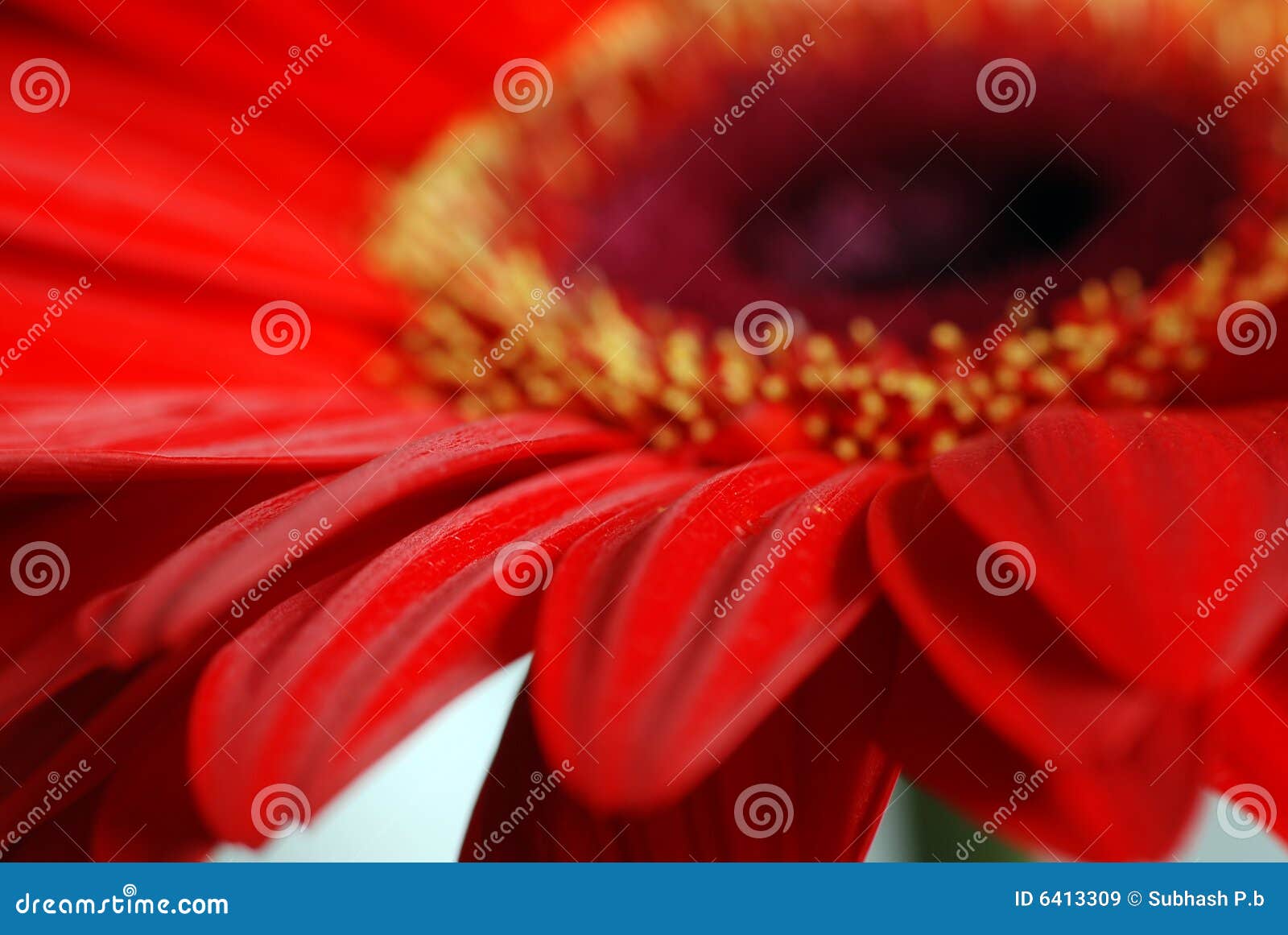 Red daisy flower macro stock image. Image of bloom, exotic - 6413309