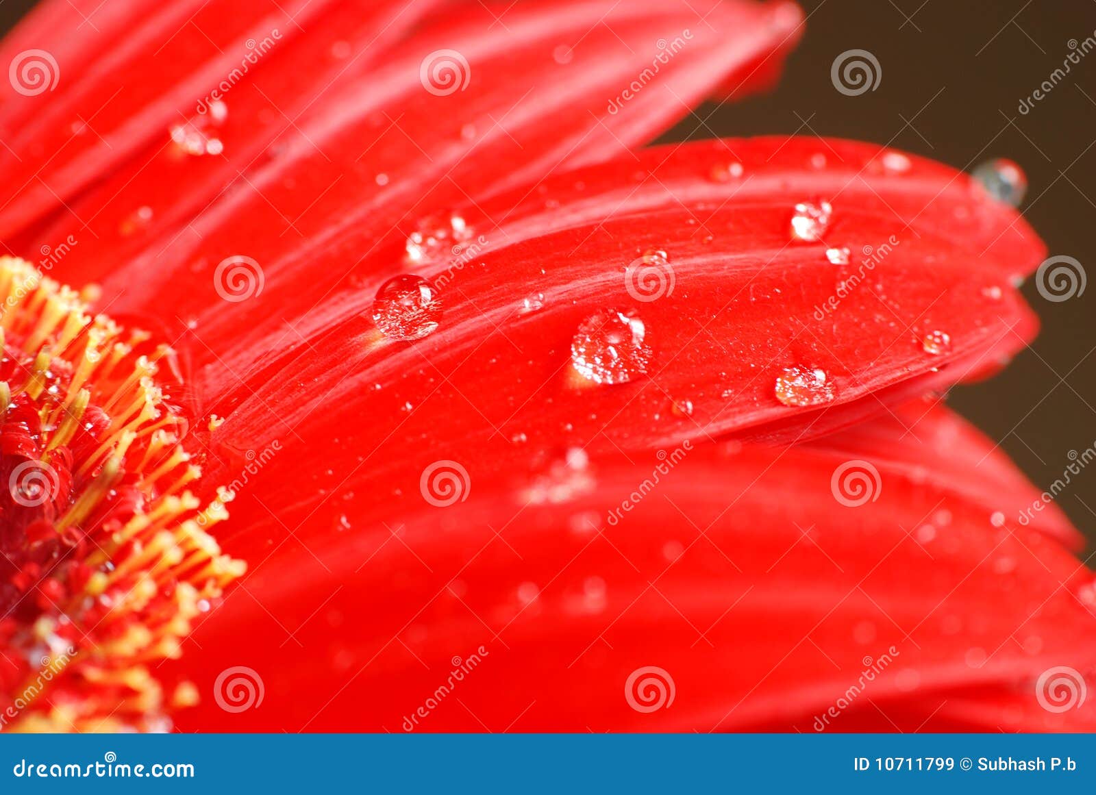 Red Daisy Flower Petals Macro Stock Image - Image of fresh, daisy: 10711799