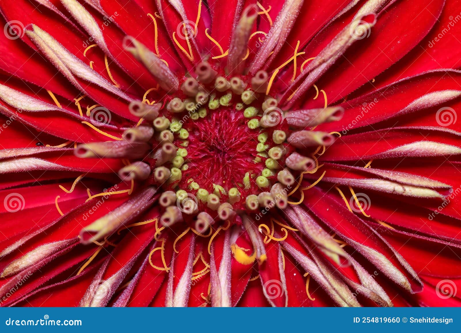 Red Daisy Flower Top Down View Stock Photo - Image of spring, botany ...