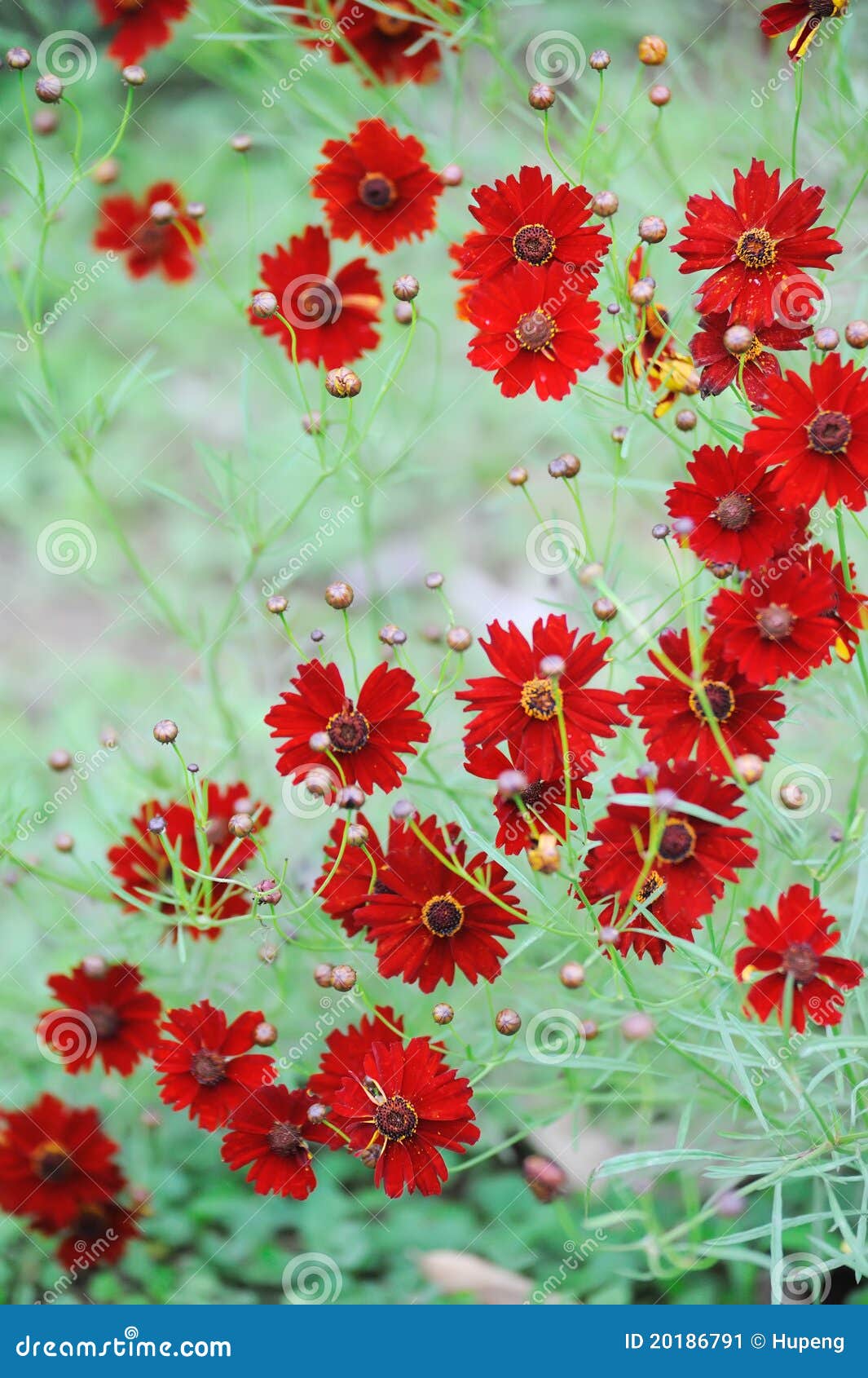 Red Daisy Flowers Background Stock Image - Image of blossom ...