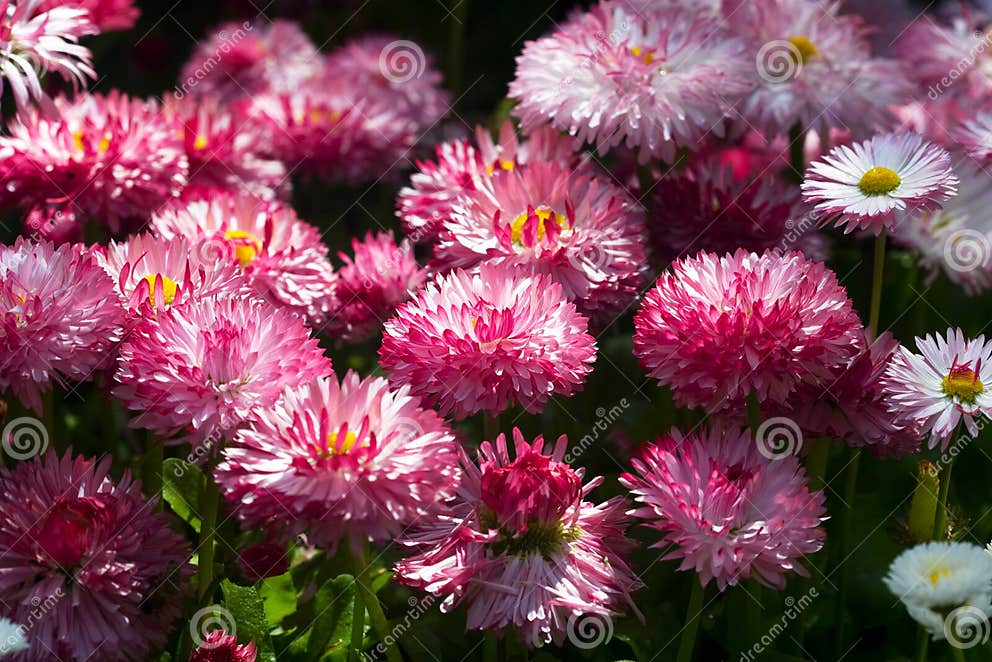 Red Daisy Flowers in Bright Sunlight Stock Photo - Image of beautiful ...