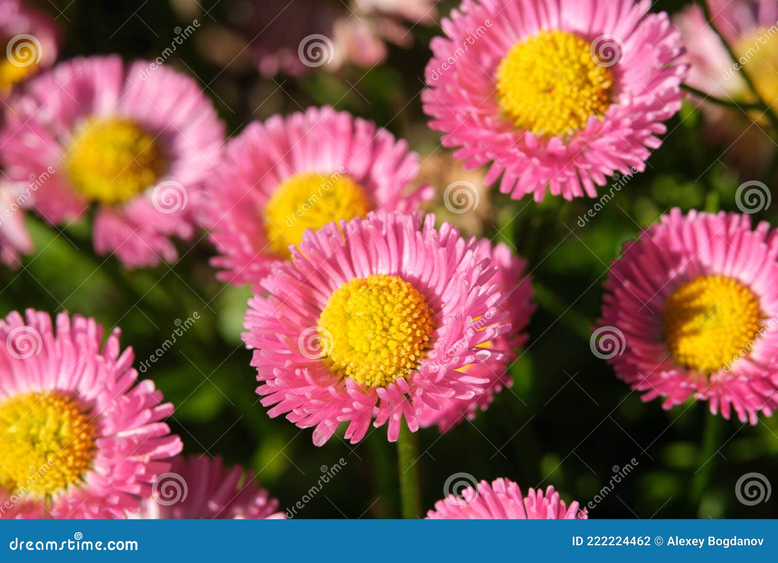 Red Daisy Flowers Closeup Macro Background Photo Stock Photo - Image of ...