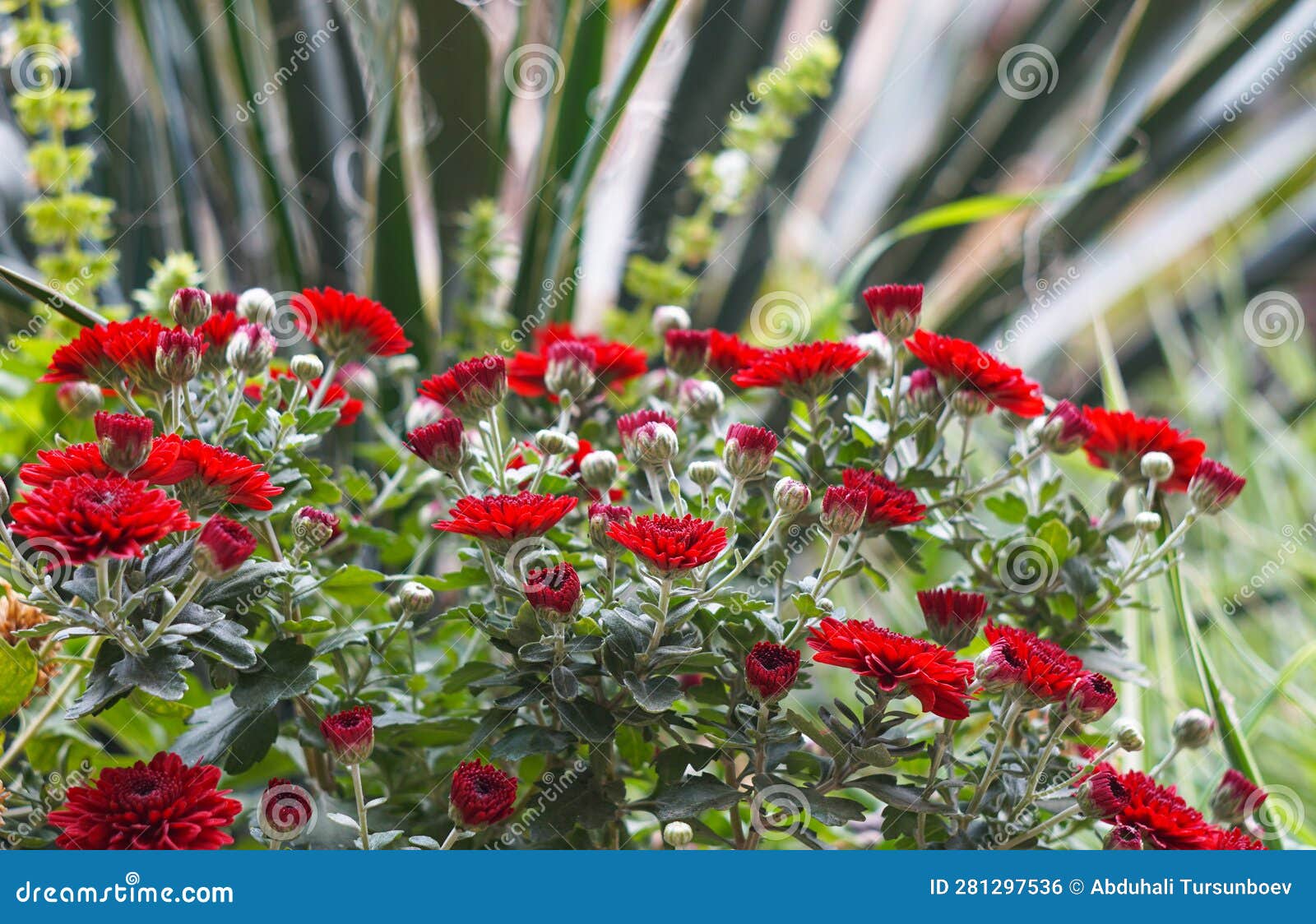 Red daisy flowers stock photo. Image of gardening, blossom - 281297536