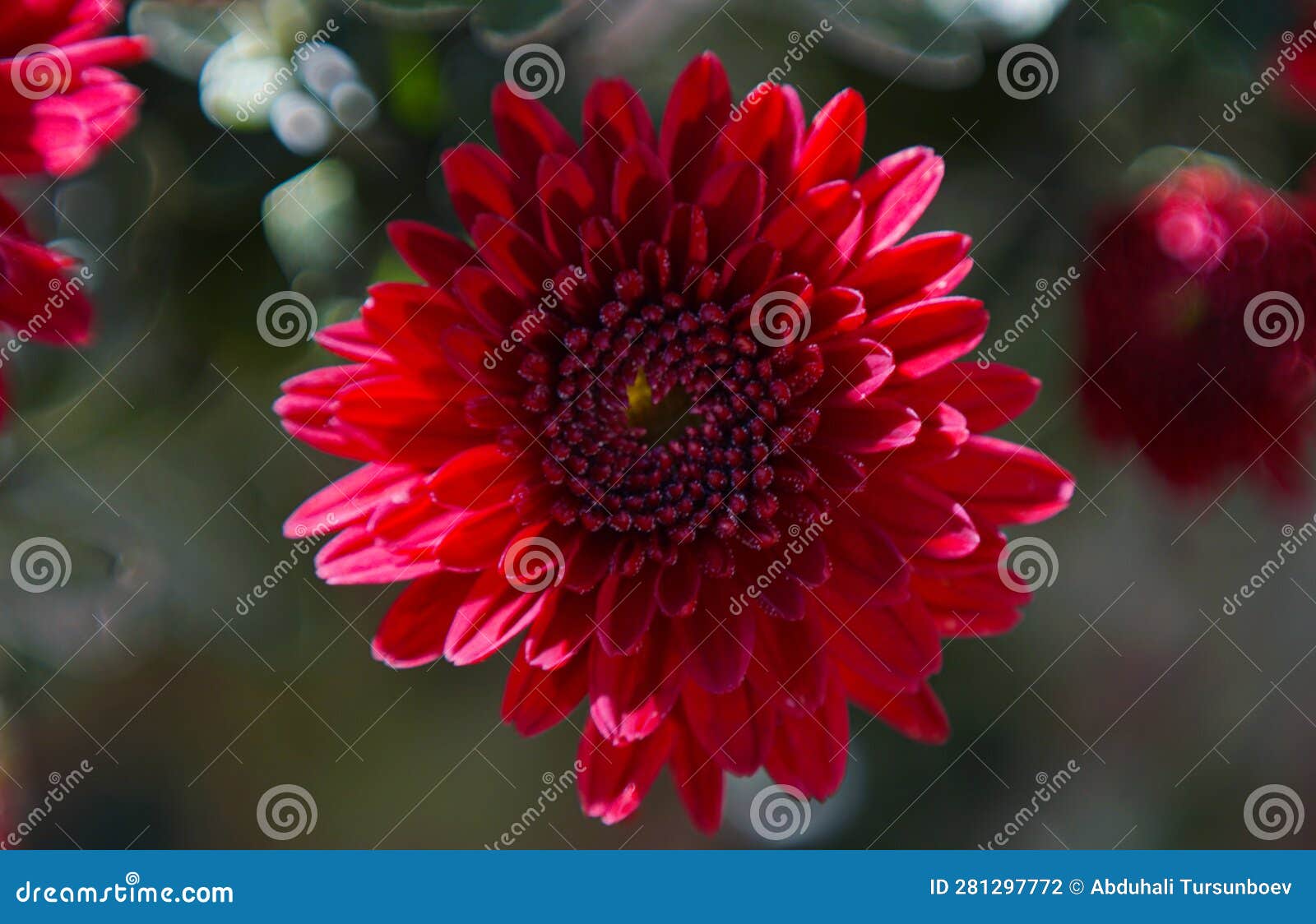Red daisy flowers stock photo. Image of close, colour - 281297772