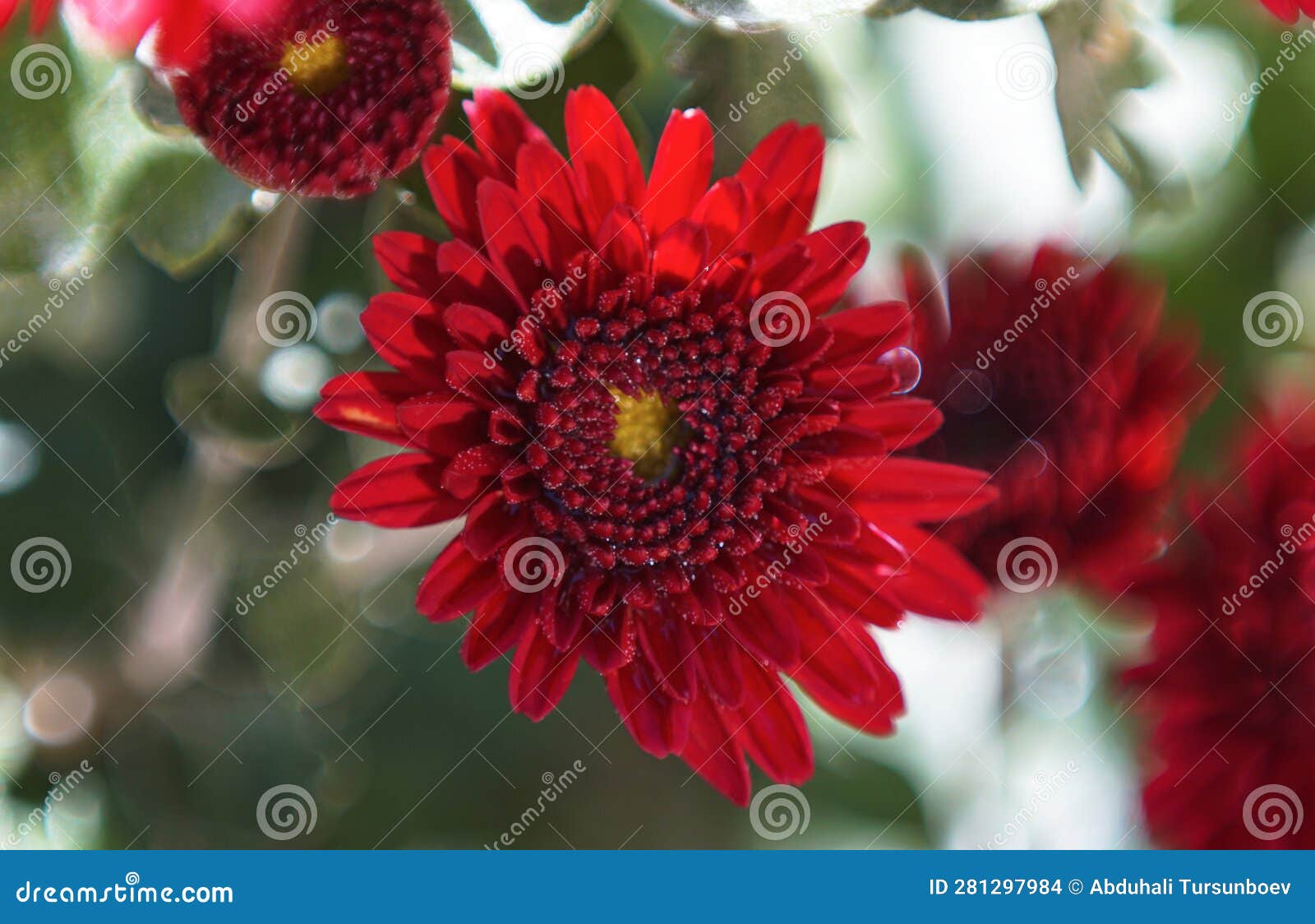 Red daisy flowers stock photo. Image of summer, gardening - 281297984