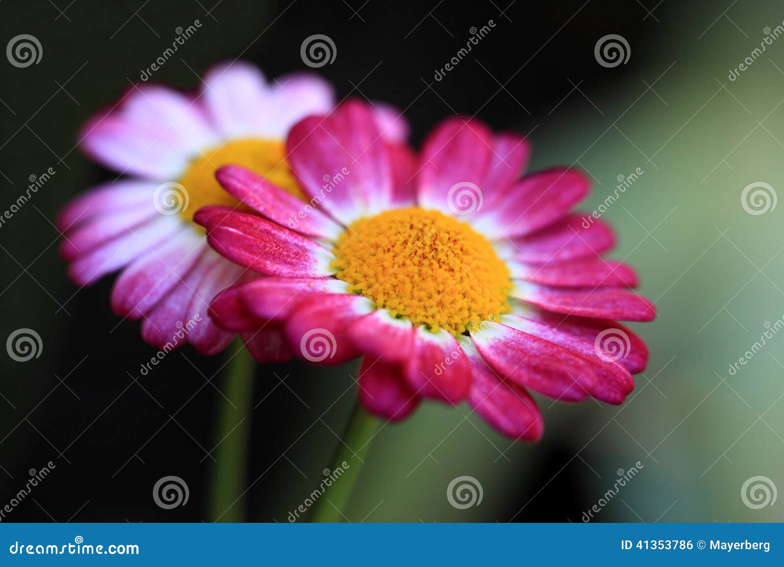 Red daisy flowers stock photo. Image of floral, garden - 41353786