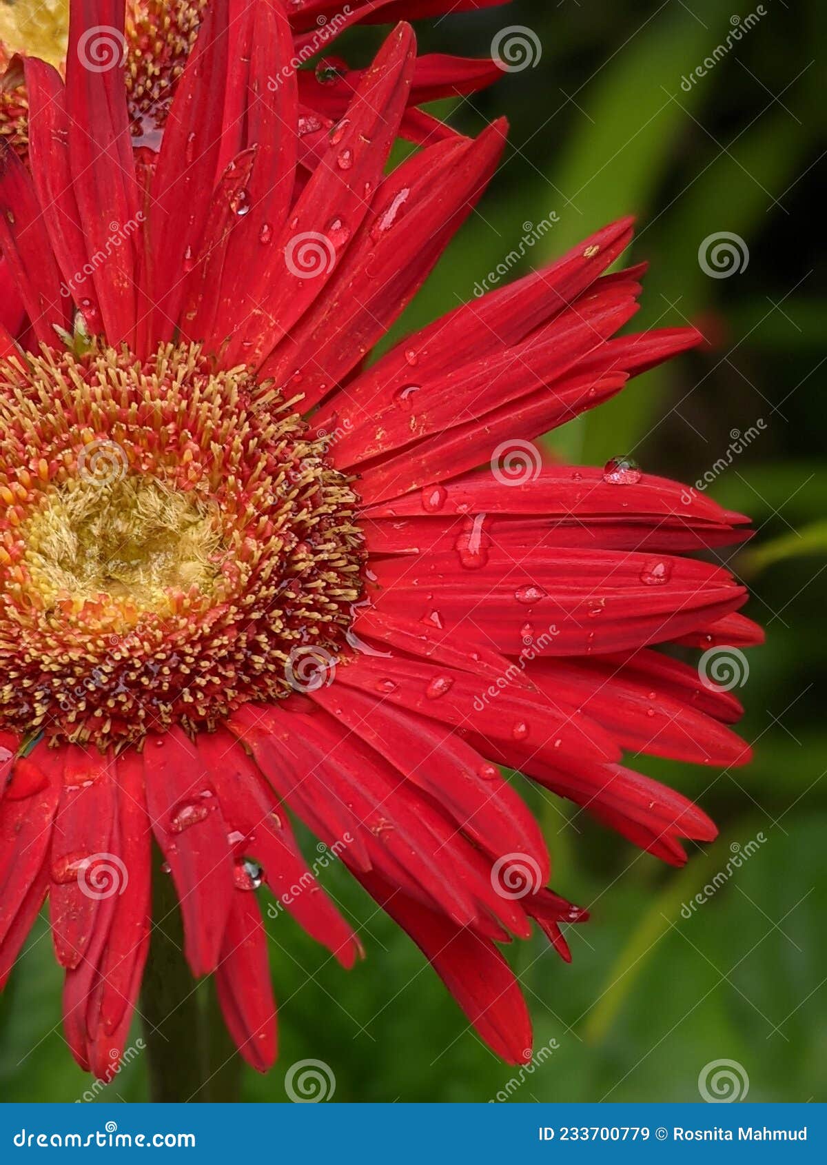 Red Daisy Flowers in the Pot Stock Image - Image of daisy, nature ...