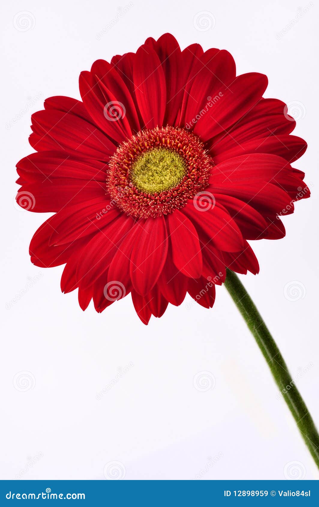 Red daisy isolated stock image. Image of romantic, macro - 12898959