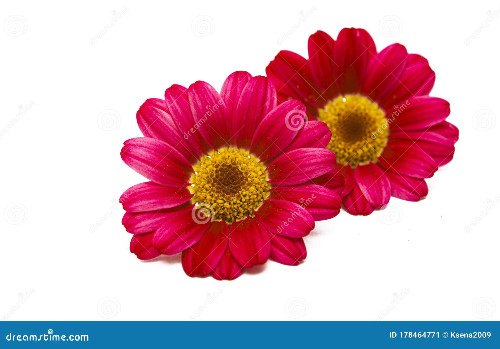 Red daisy isolated stock image. Image of garden, bloom - 178464771