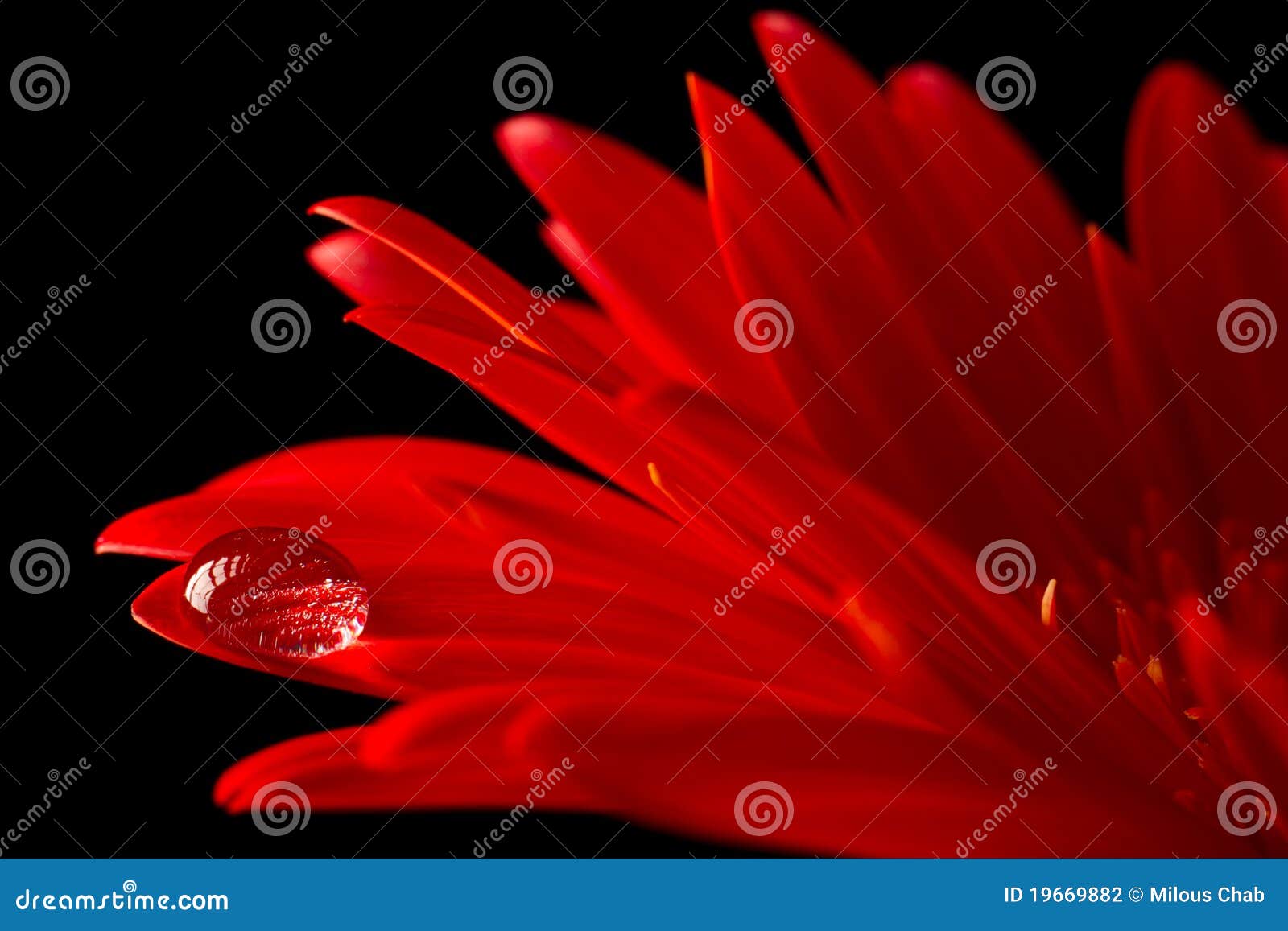 Red Daisy Macro with Water Droplet Stock Photo - Image of single, small ...
