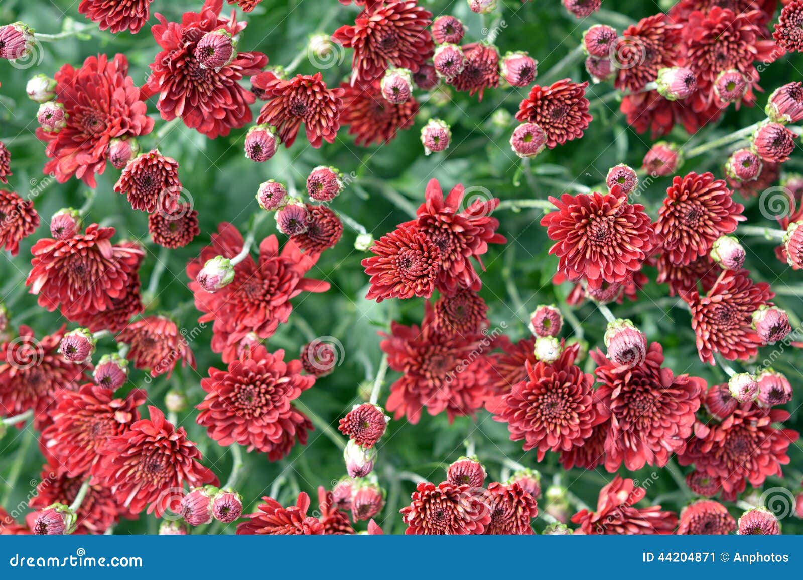 Red daisy mum stock image. Image of aroma, season, time - 44204871