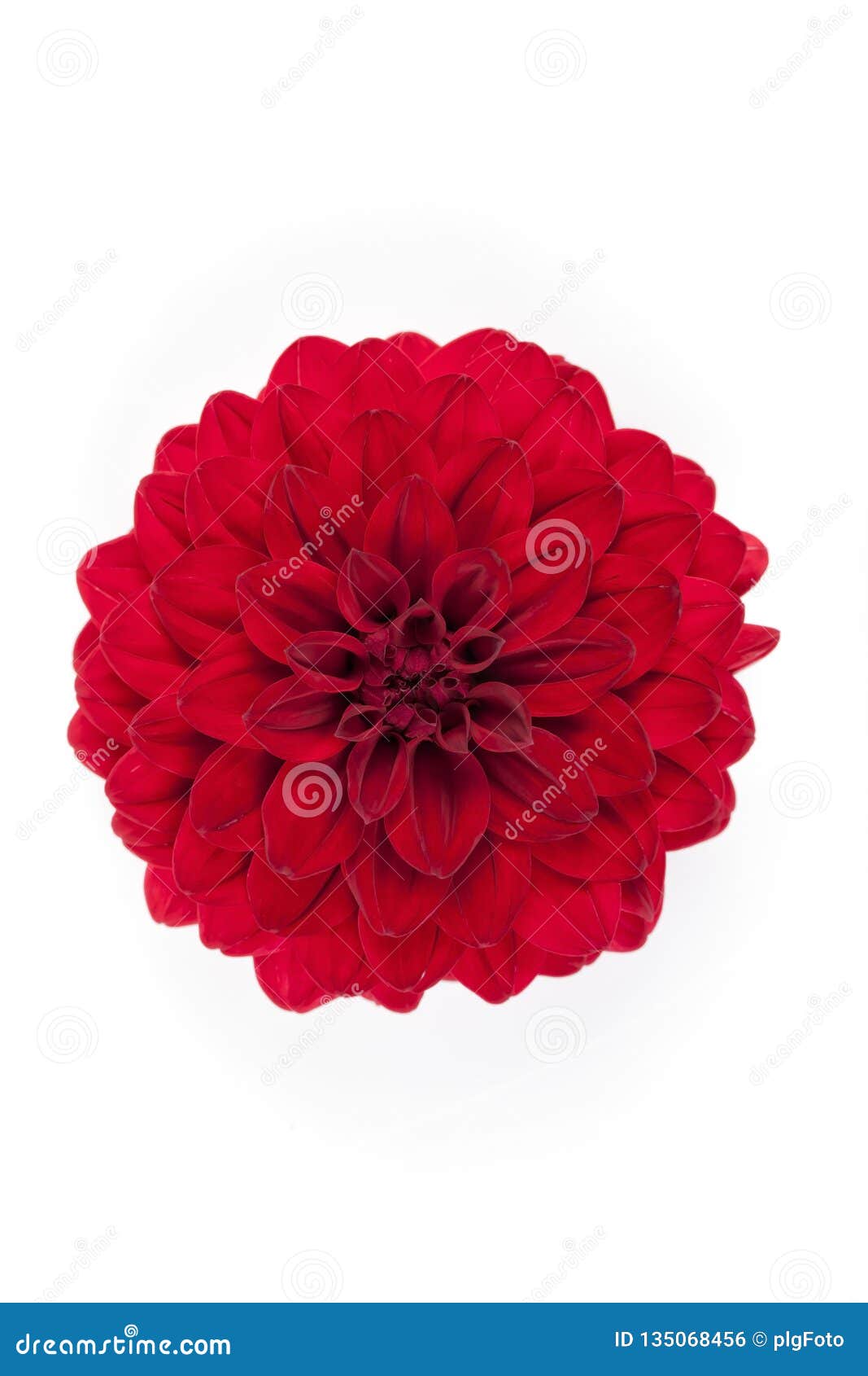 A Red Dalia Flower Isolated Stock Photo - Image of detail, nature: 135068456