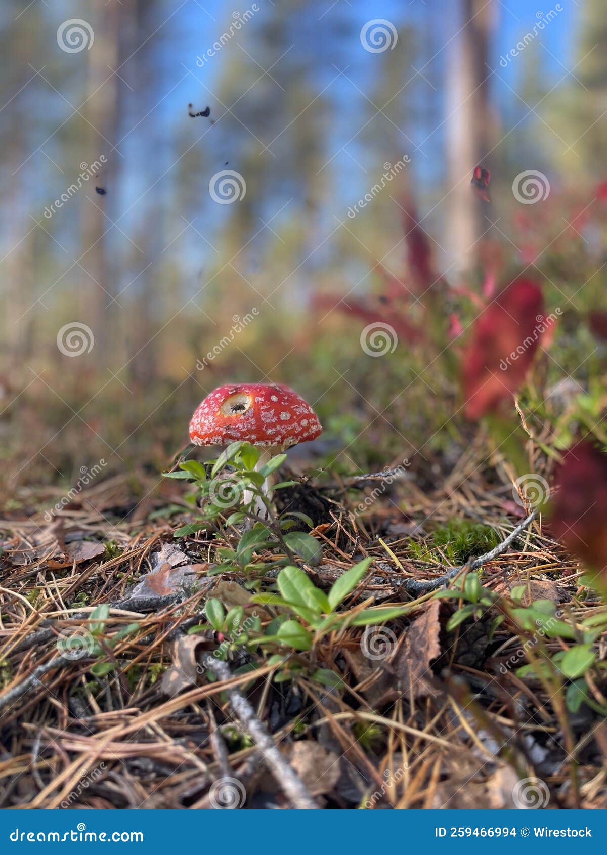 Red, Damaged Mushroom in the Woods, Vertical Stock Photo - Image of ...