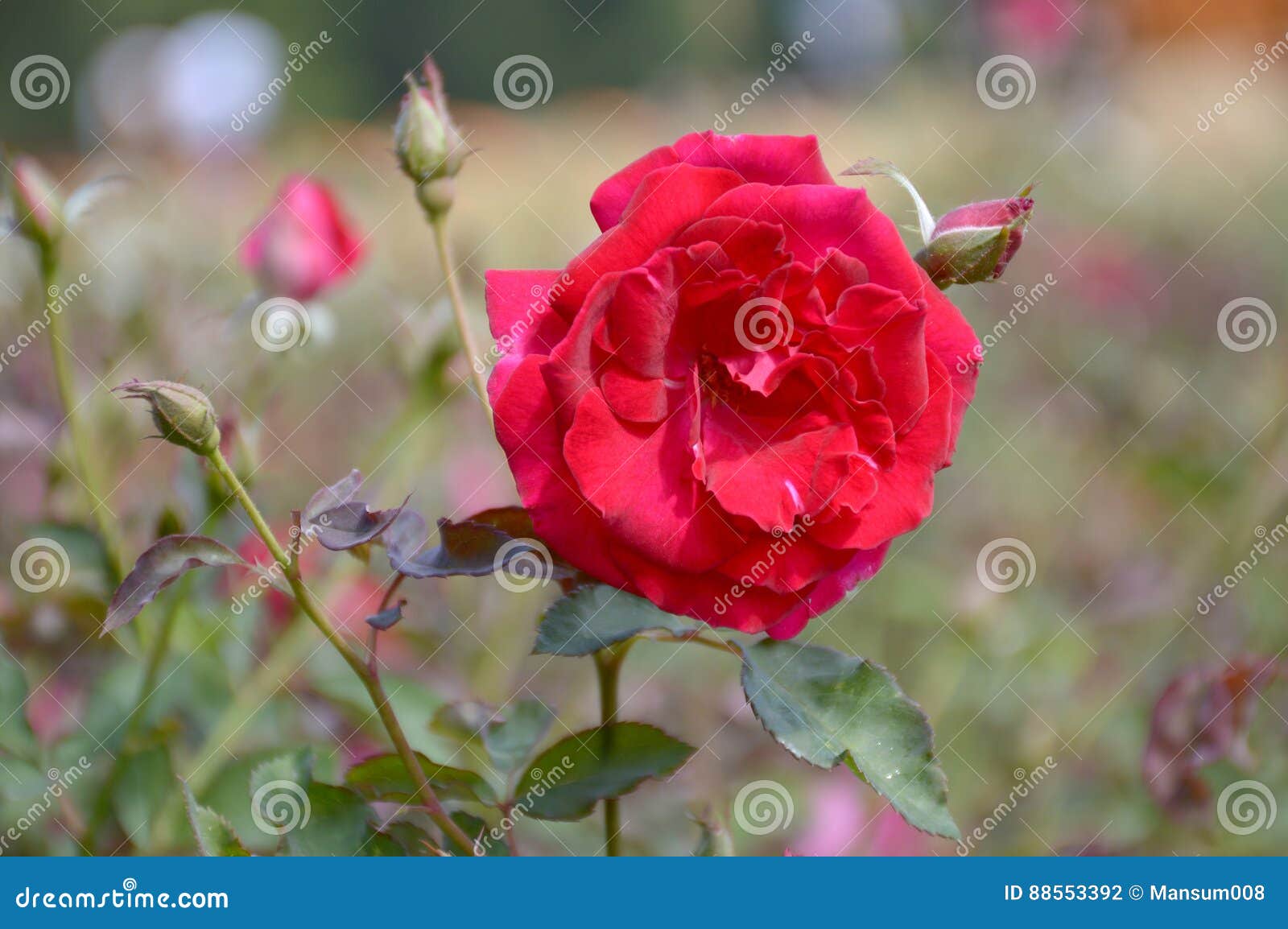 Red damask rose flower stock photo. Image of bloom, damask - 88553392