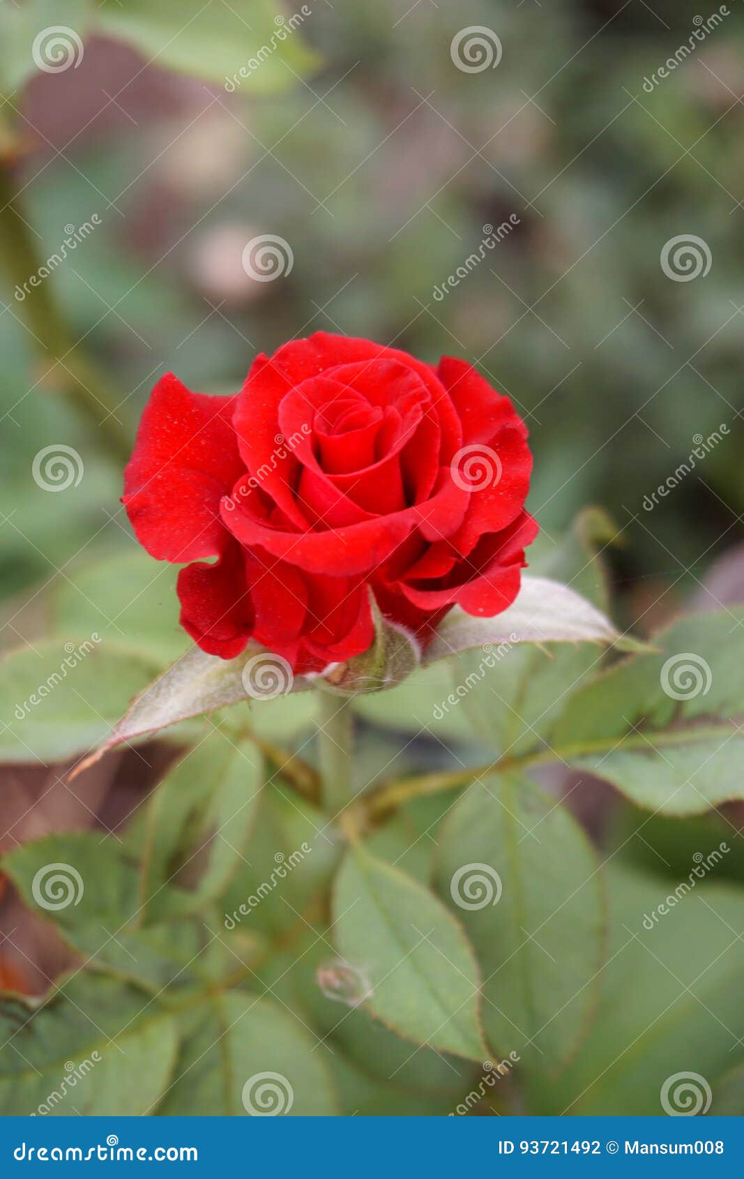 Red Damask Rose Flower in Garden Stock Photo - Image of flora, natural ...