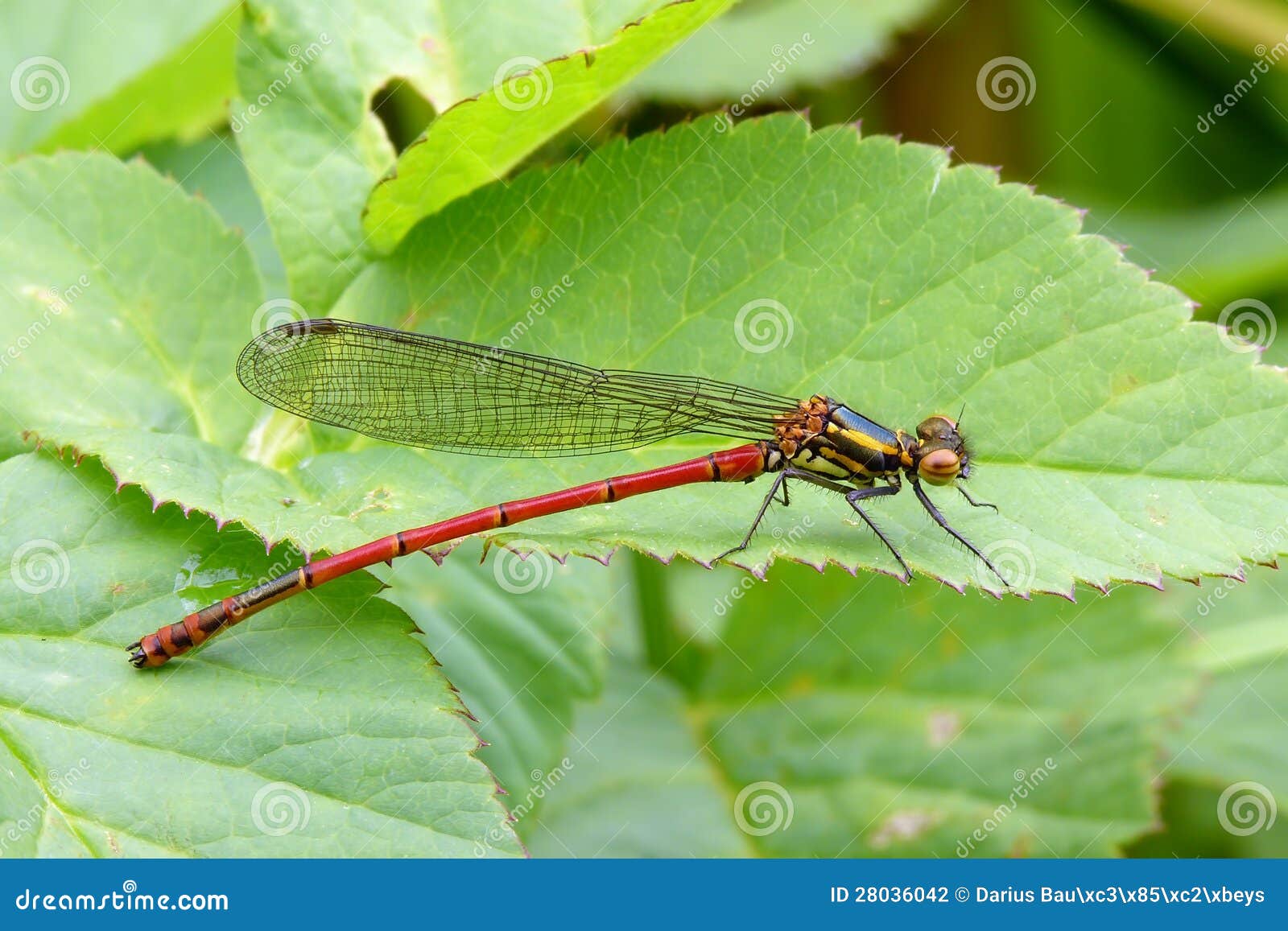 Red damselfly stock photo. Image of eyes, profile, riverside - 28036042