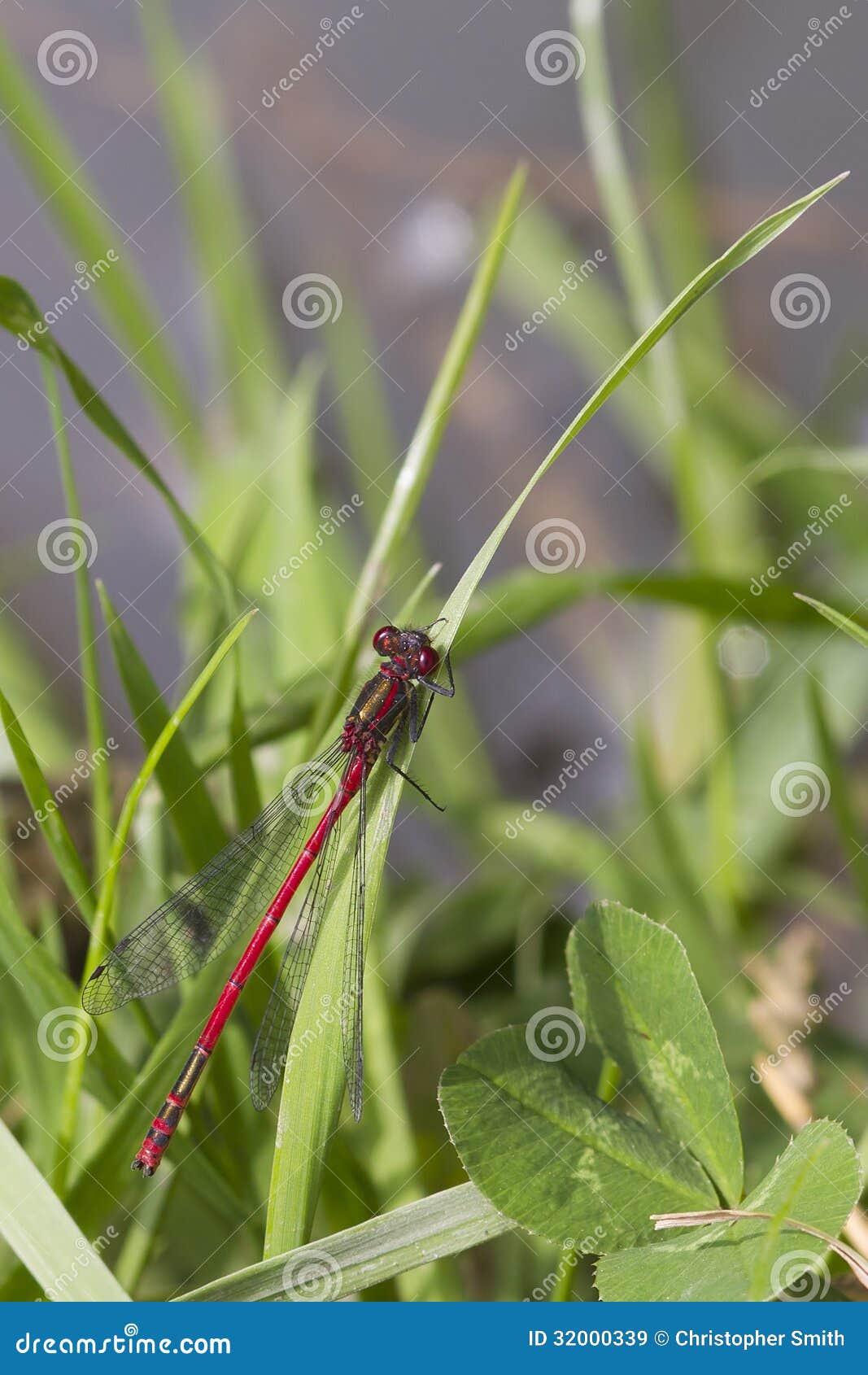 Red Damselfly stock image. Image of marsh, invertebrate - 32000339