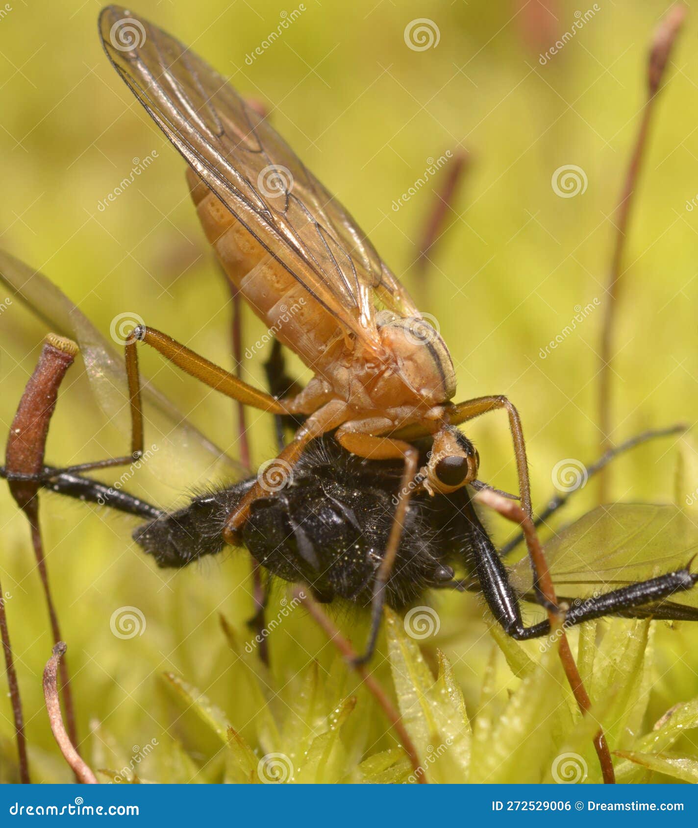 Red Dance Fly, Empis, Eating the Black Fly on Moss Stock Photo - Image ...